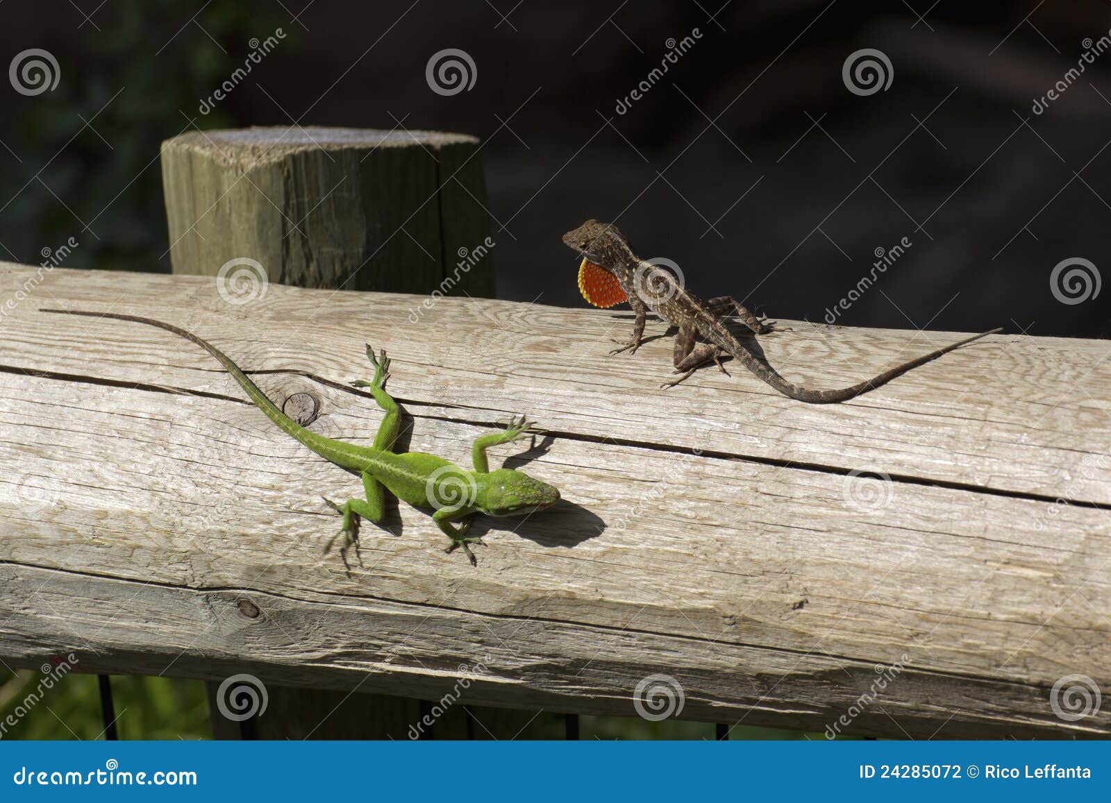 Anole stock photo. Image of wattle, carolinensis, yellow - 24285072
