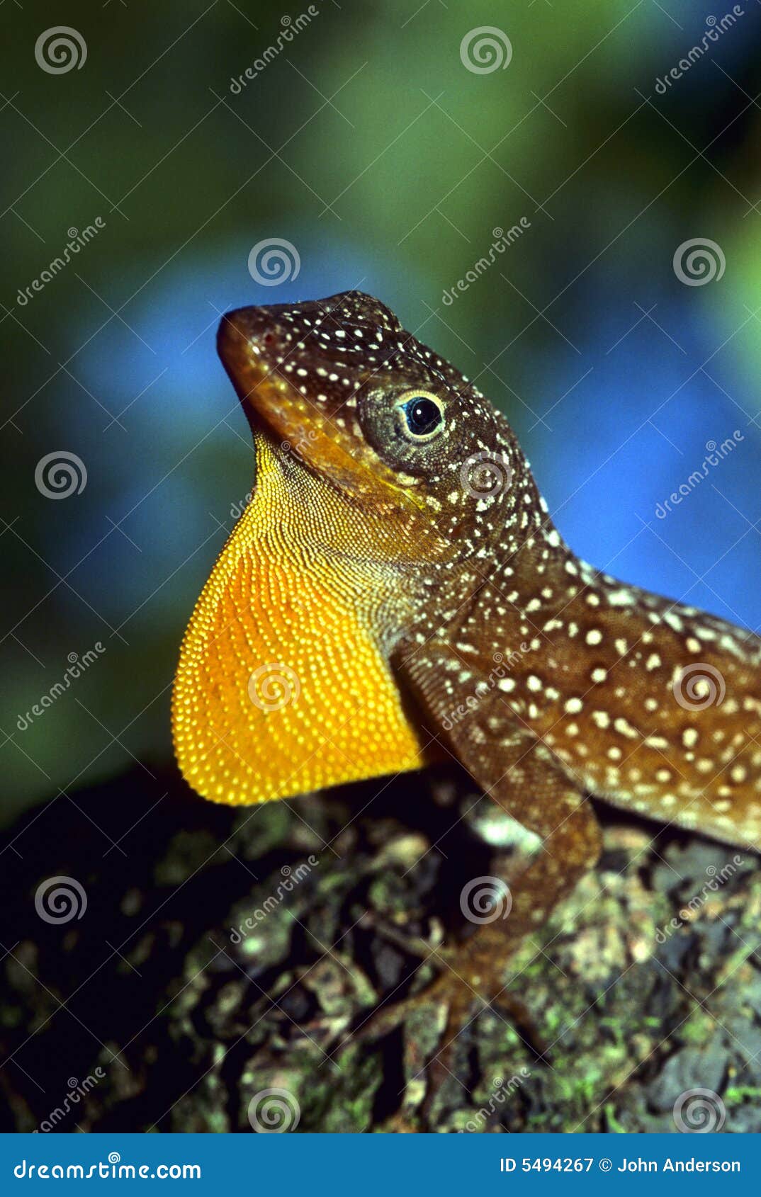 Anole stock image. Image of animal, anole, jungle, small - 5494267