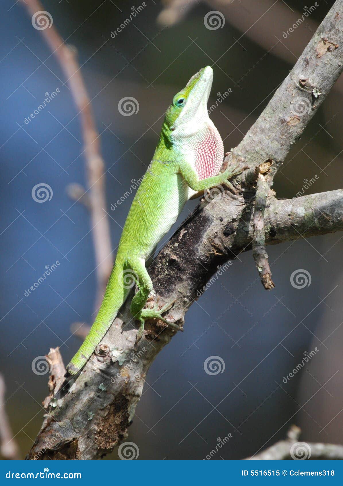 Anole Displaying stock image. Image of reptile, wildlife - 5516515