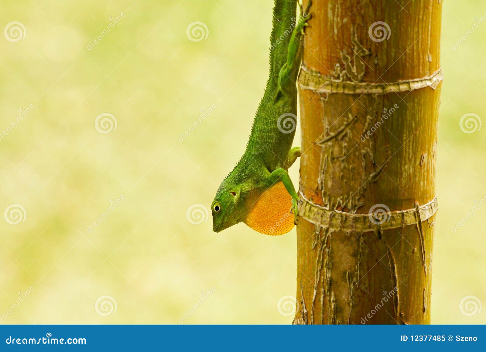 Anole Lizard stock image. Image of scaly, wildlife, head - 12377485