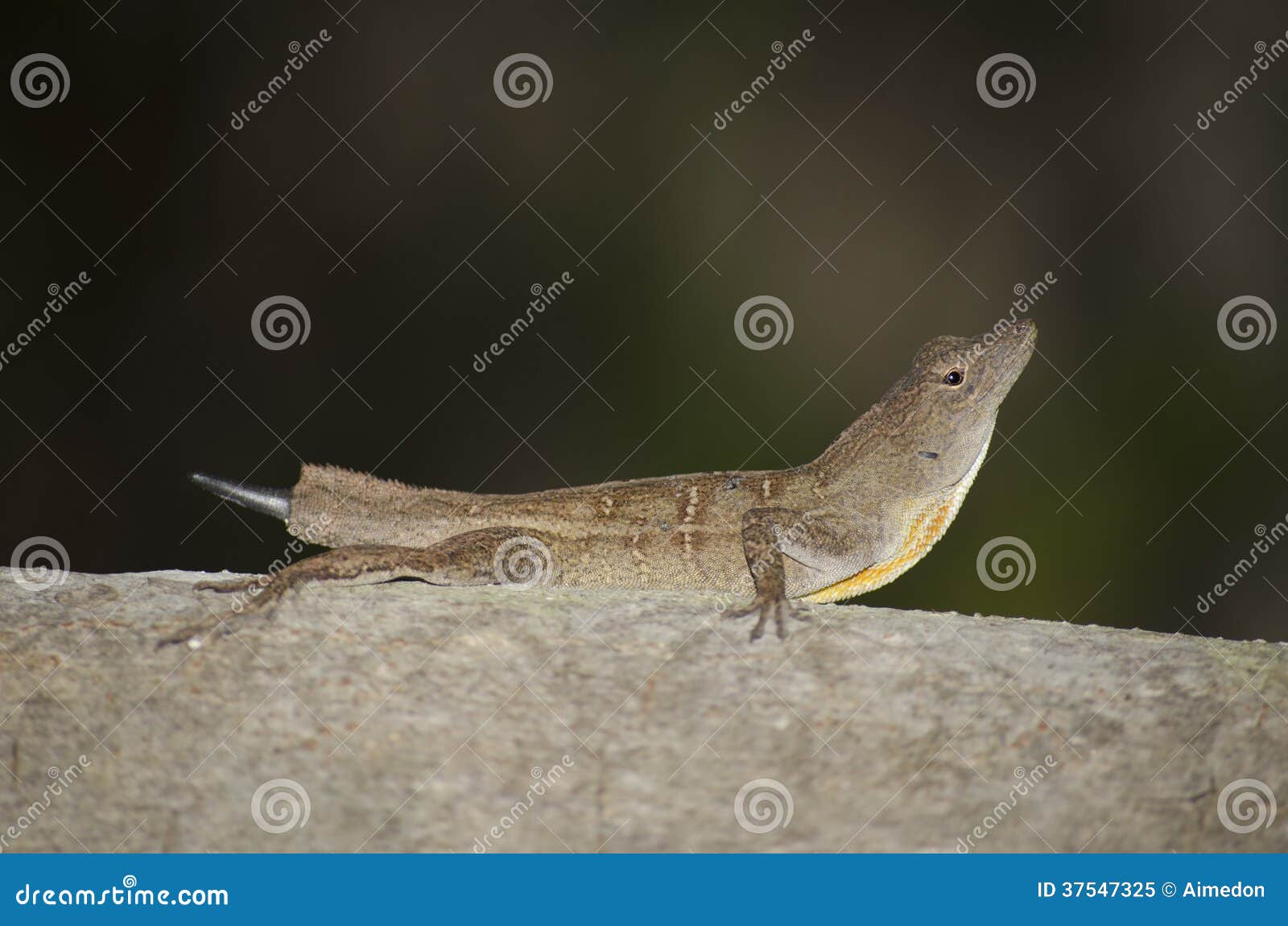 Anole lizard stock image. Image of north, reptiles, bird - 37547325