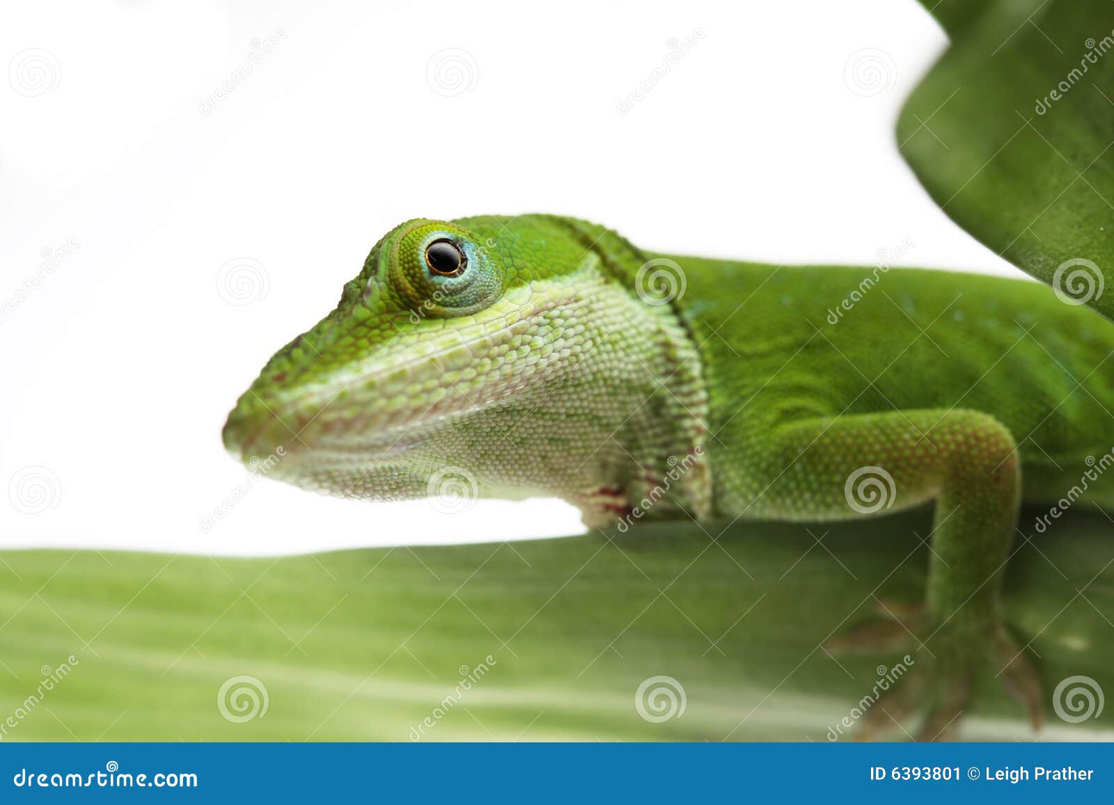 Anole Lizard In Profile With Light Shining Through Skin Stock Image ...