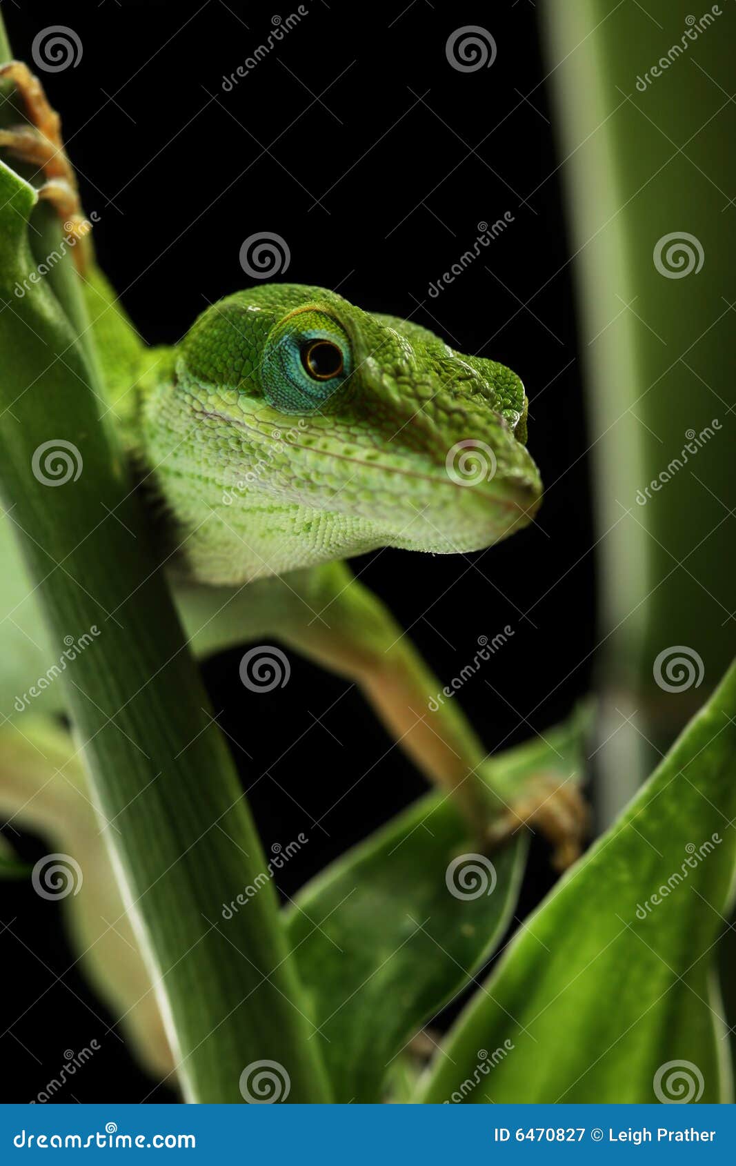 Anole Lizard In Profile With Light Shining Through Skin Stock Image ...