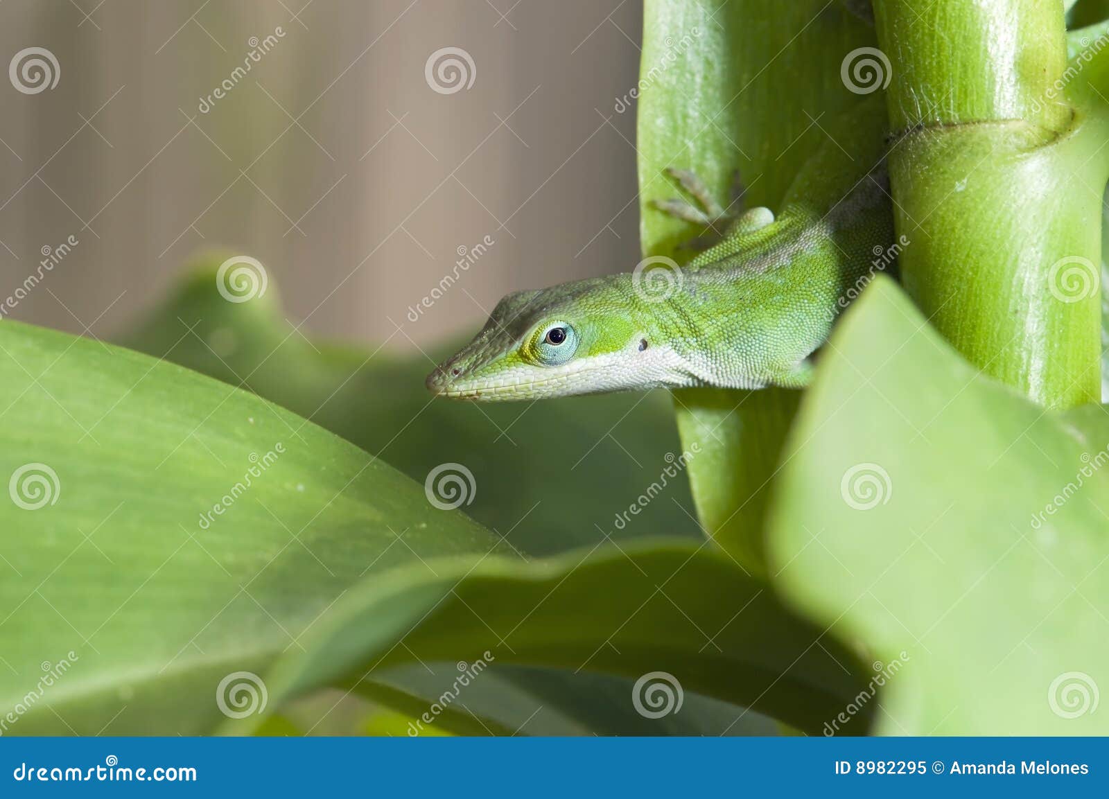 Anole Lizard In Profile With Light Shining Through Skin Stock Image ...