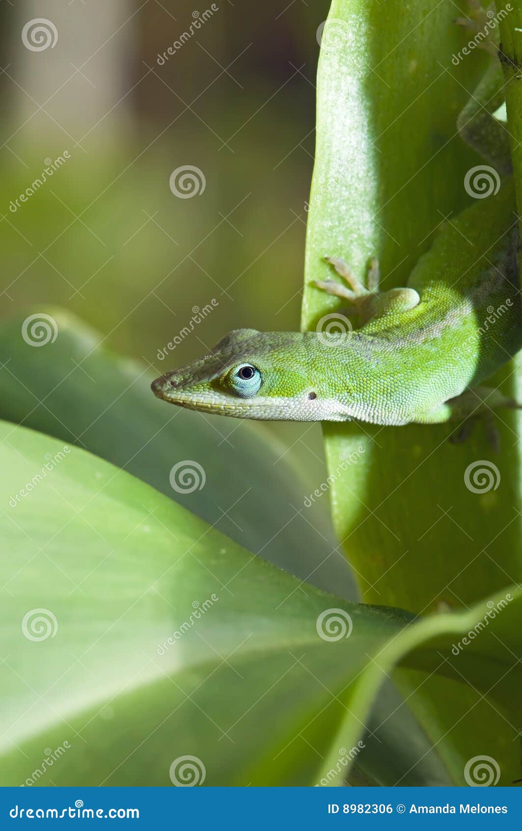 Anole Lizard In Profile With Light Shining Through Skin Stock Image ...