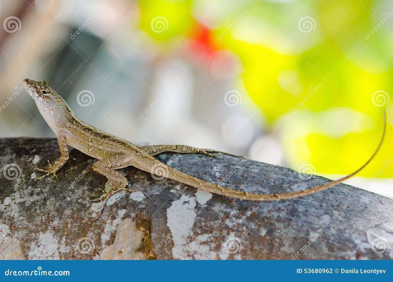 Anole lizard stock photo. Image of wildlife, colorful - 53680962