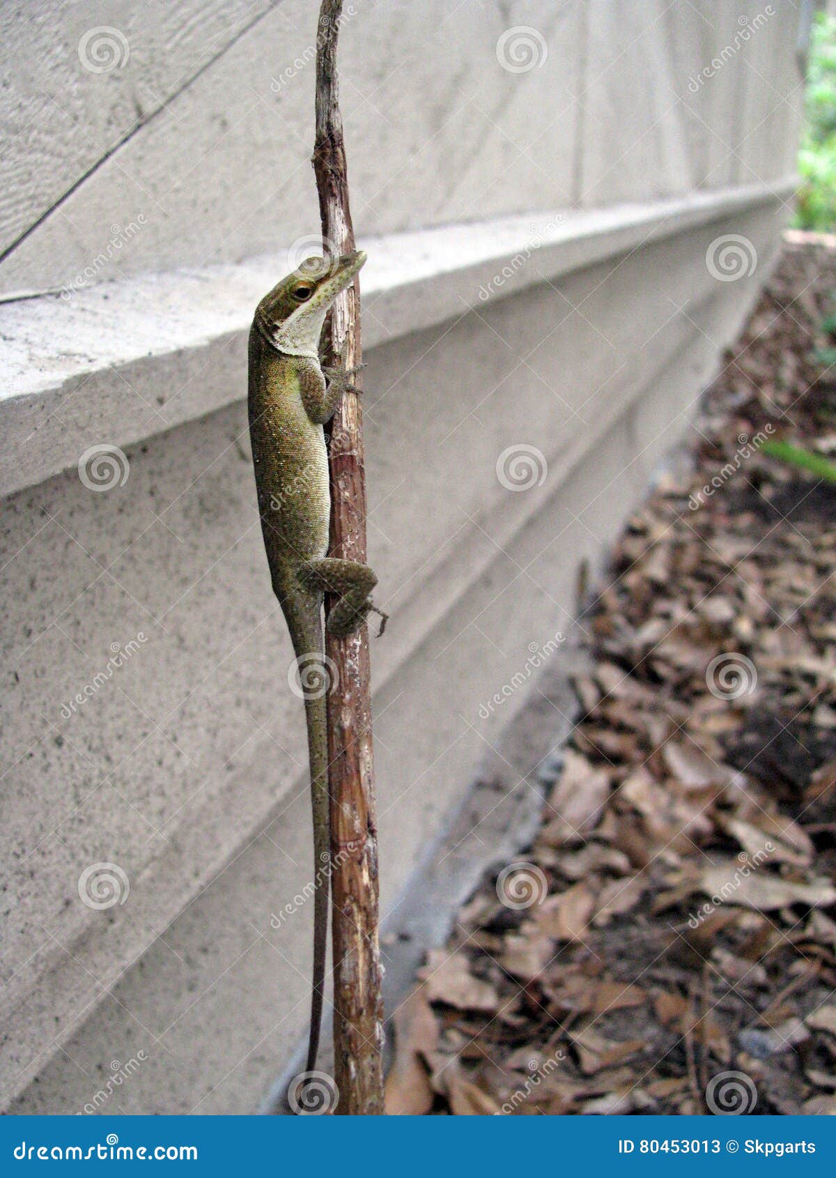 Anole Lizard Climbing Up a Twig Stock Image - Image of climbing ...