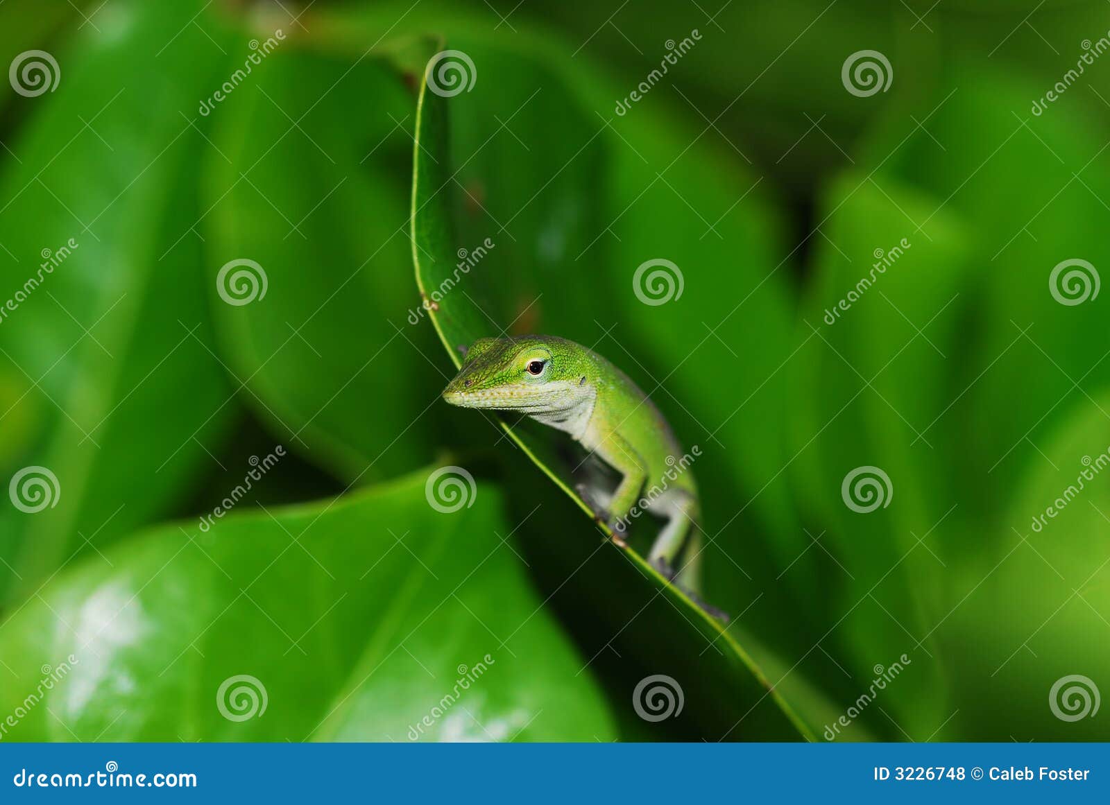 Anole Lizard In Profile With Light Shining Through Skin Stock Image ...
