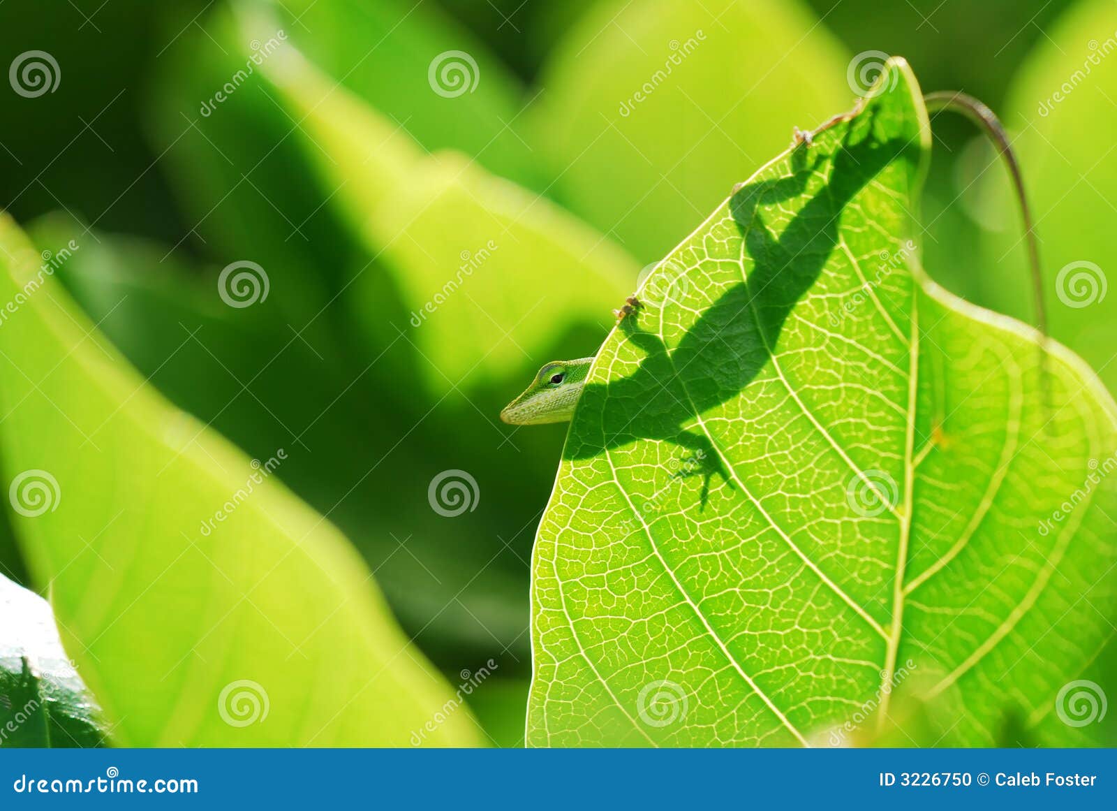 Anole lizard in Hawaii stock photo. Image of bikini, chameleon - 3226750