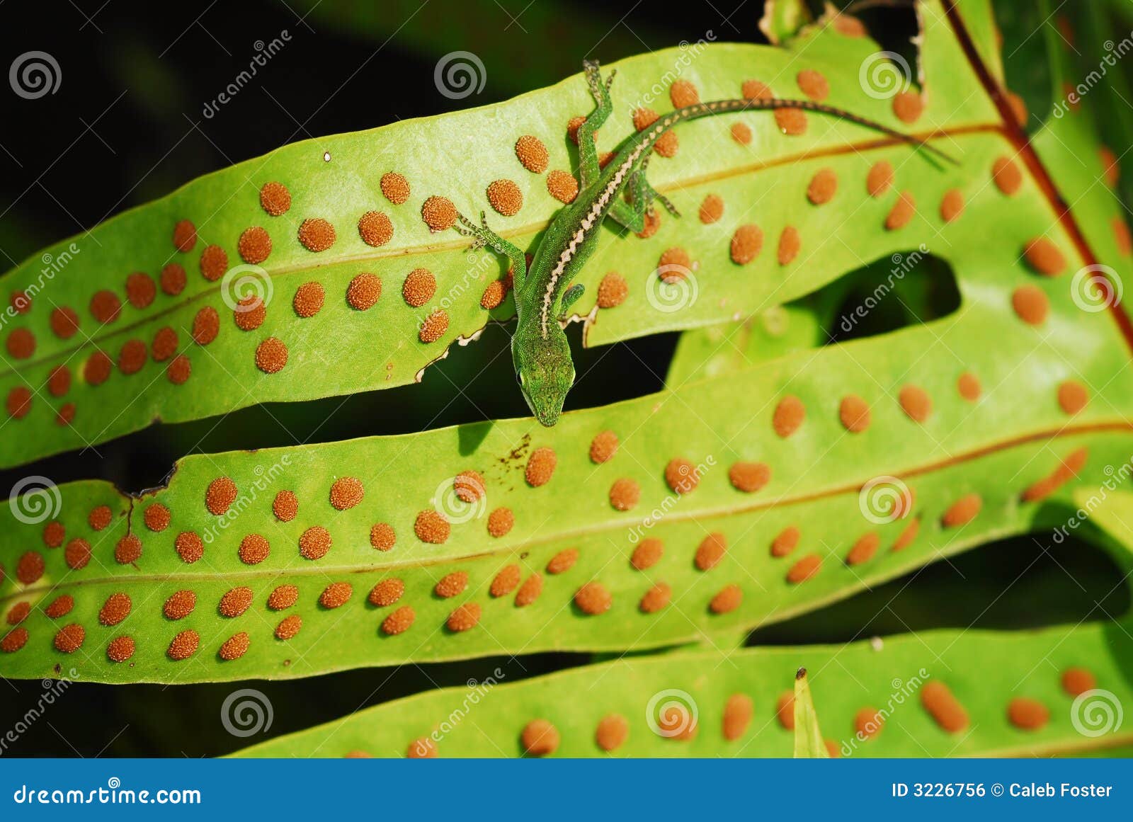 Anole lizard in Hawaii stock photo. Image of palm, fiji - 3226756