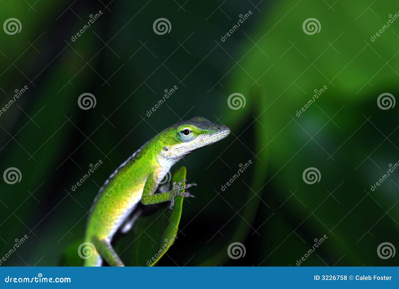 Anole lizard in Hawaii stock photo. Image of colors, kauai - 3226758