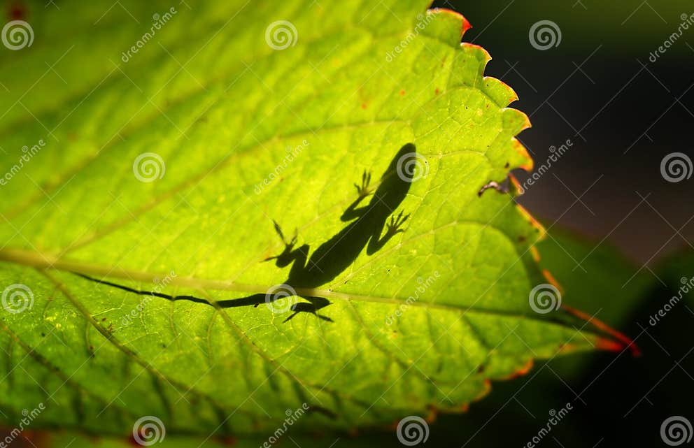 Lizard Shadow Behind a Leaf Stock Image - Image of wild, silhouette ...