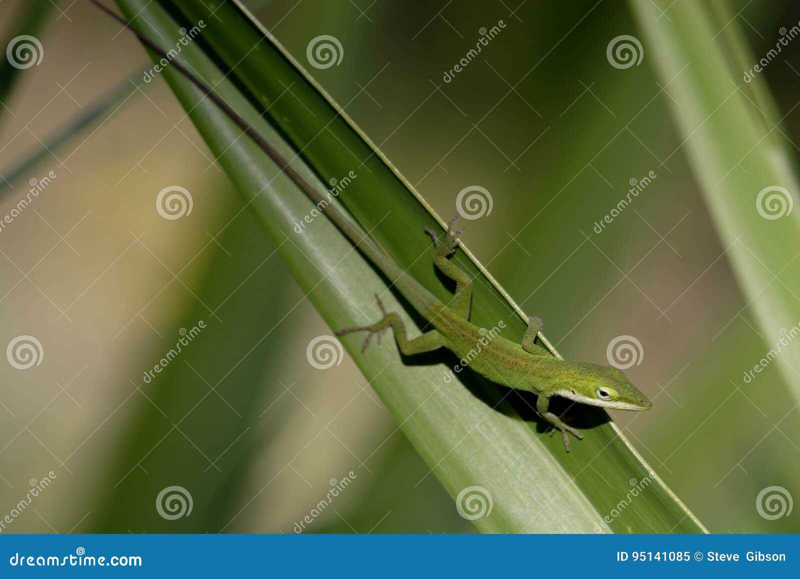 Anole Lizard stock image. Image of fauna, reptiles, nature - 95141085