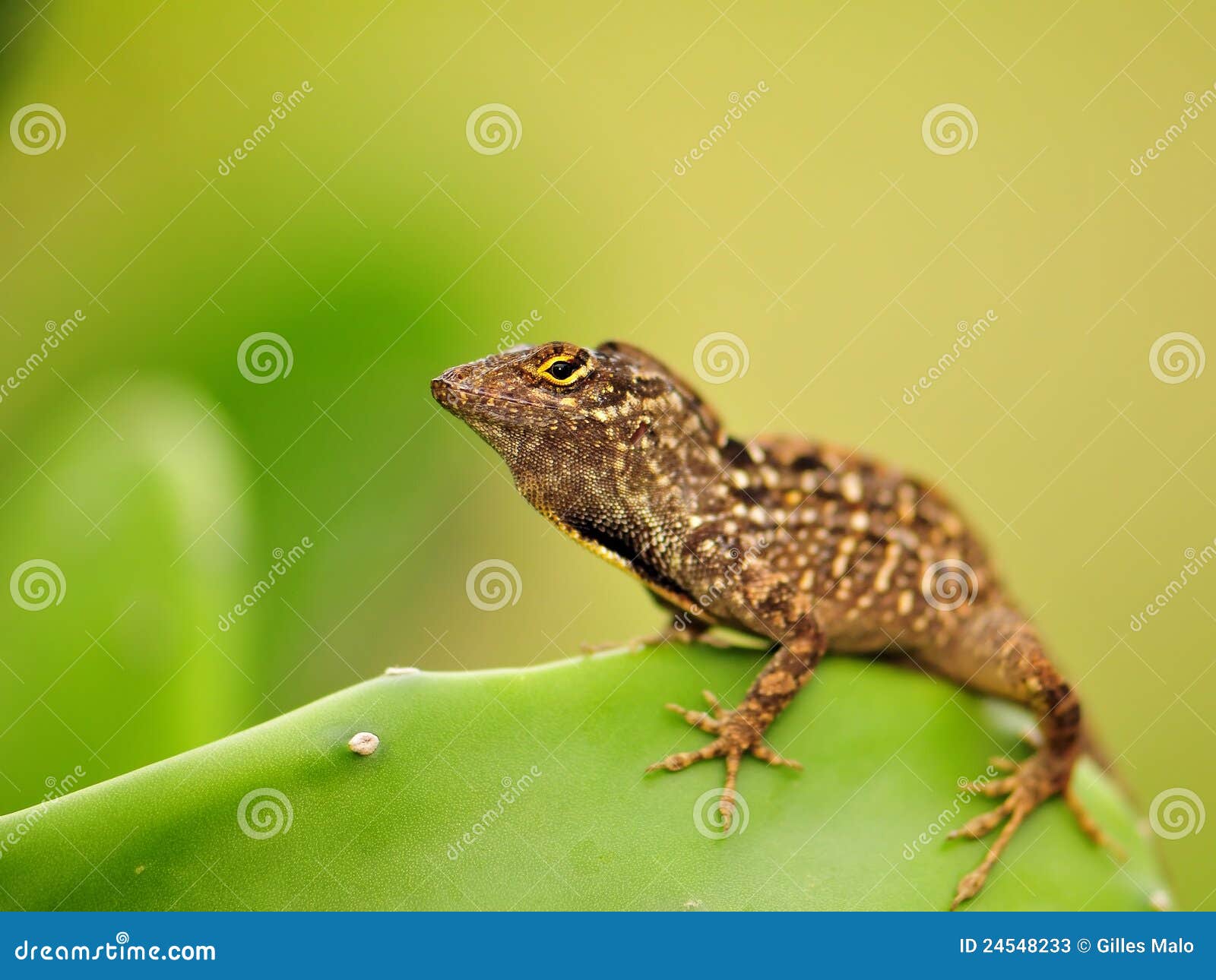 Anole Lizard (polychrotidae) Stock Image - Image of reptile, colours ...