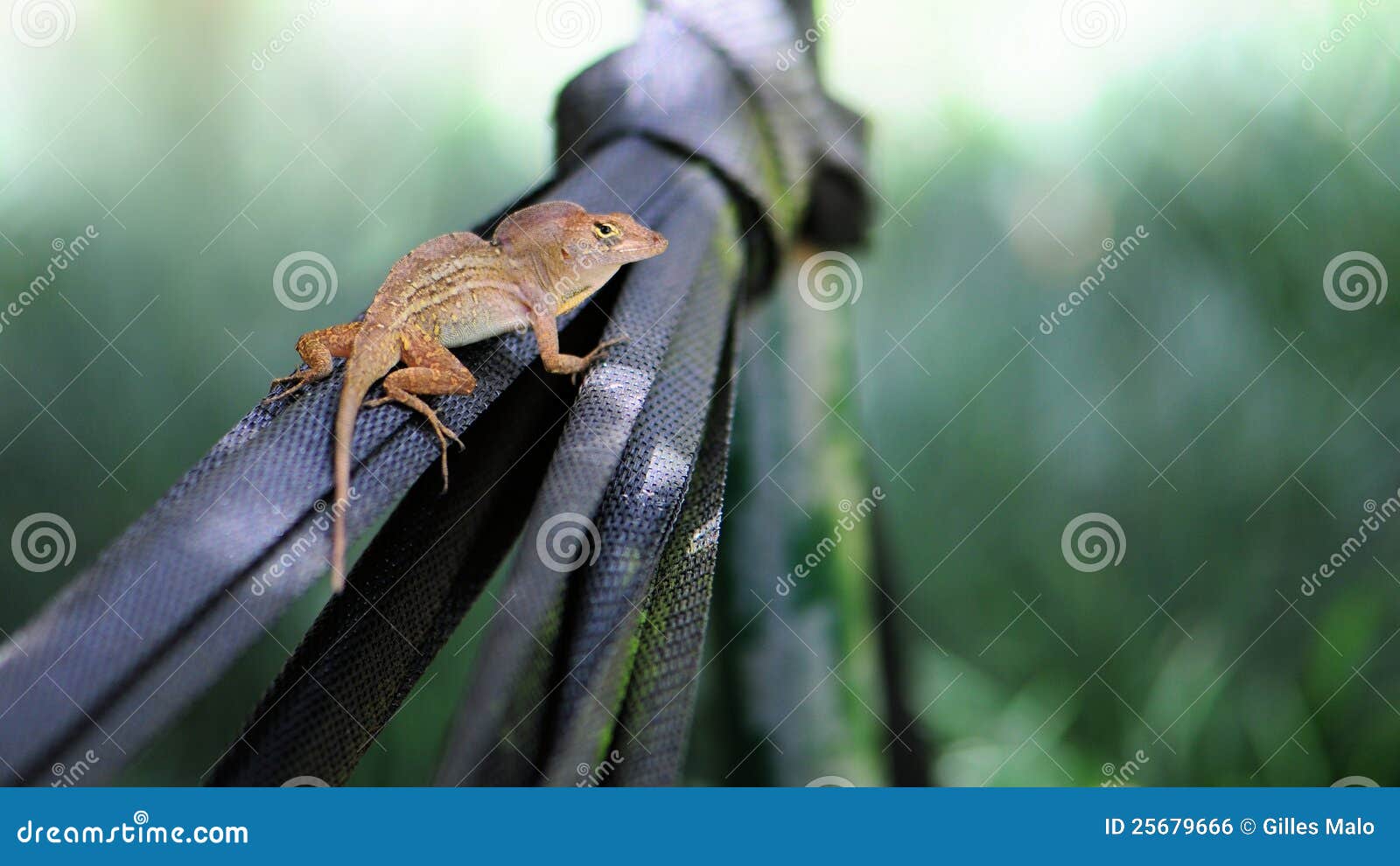 Anole Lizard (polychrotidae) Stock Photo - Image of colored, color ...