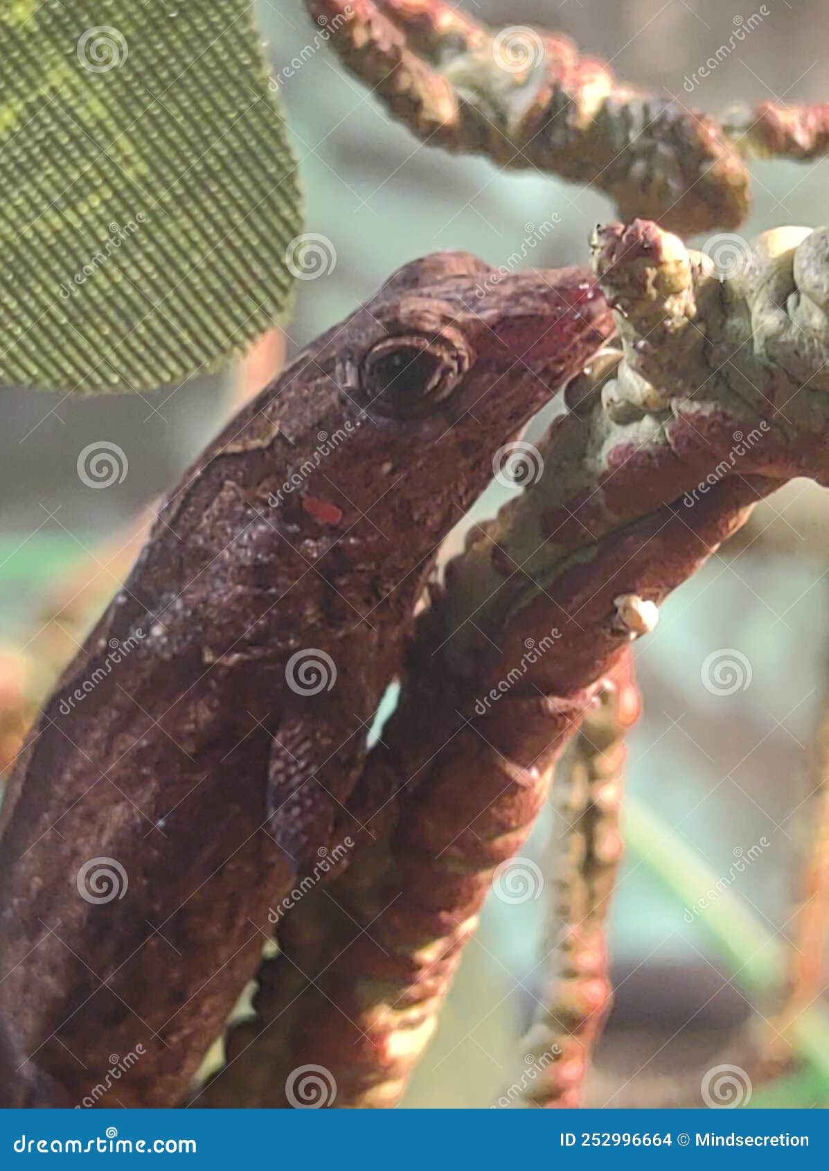 Anole lizards small pet stock photo. Image of invertebrate - 252996664