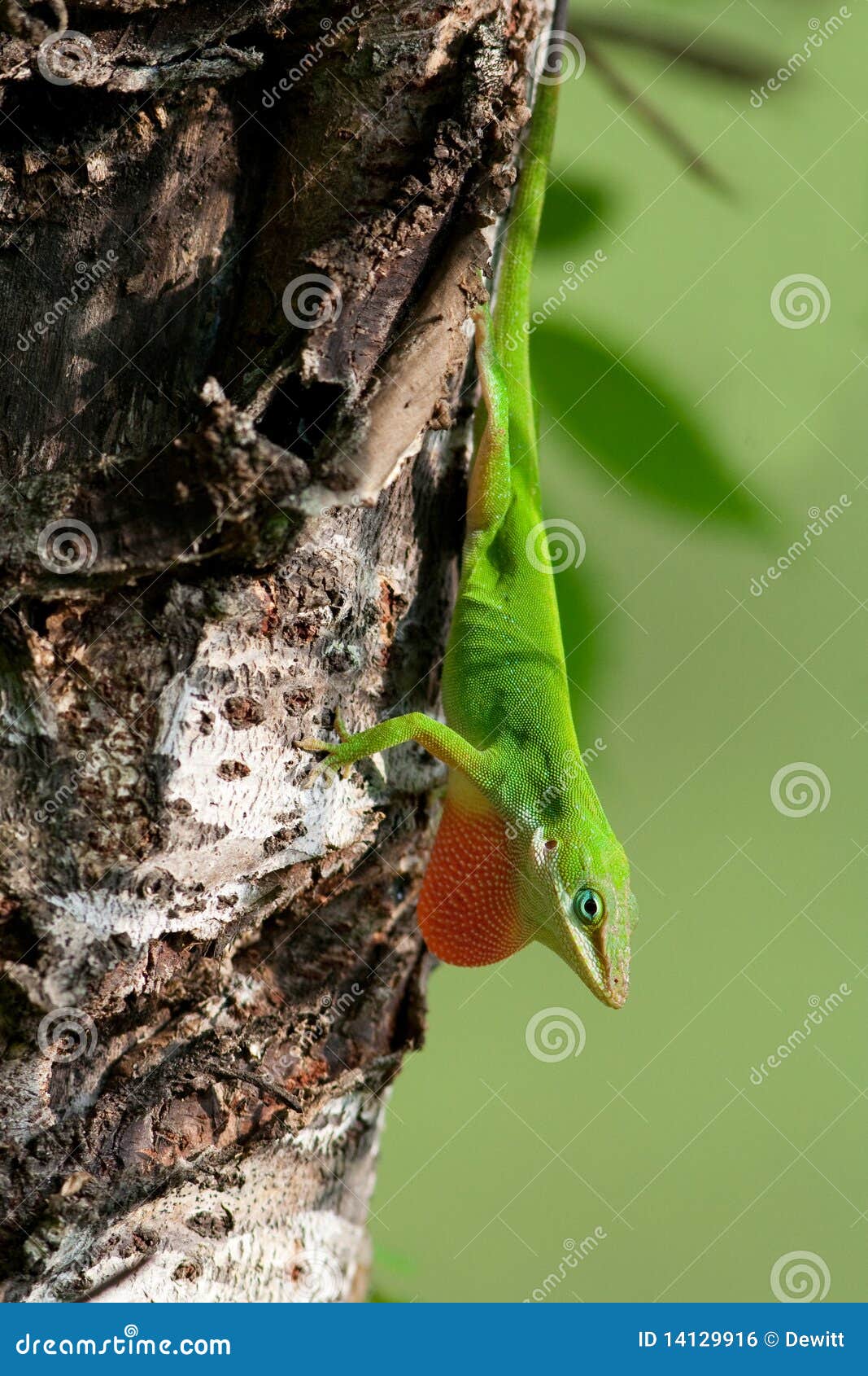 Anole verde foto de archivo. Imagen de afuera, primer - 14129916