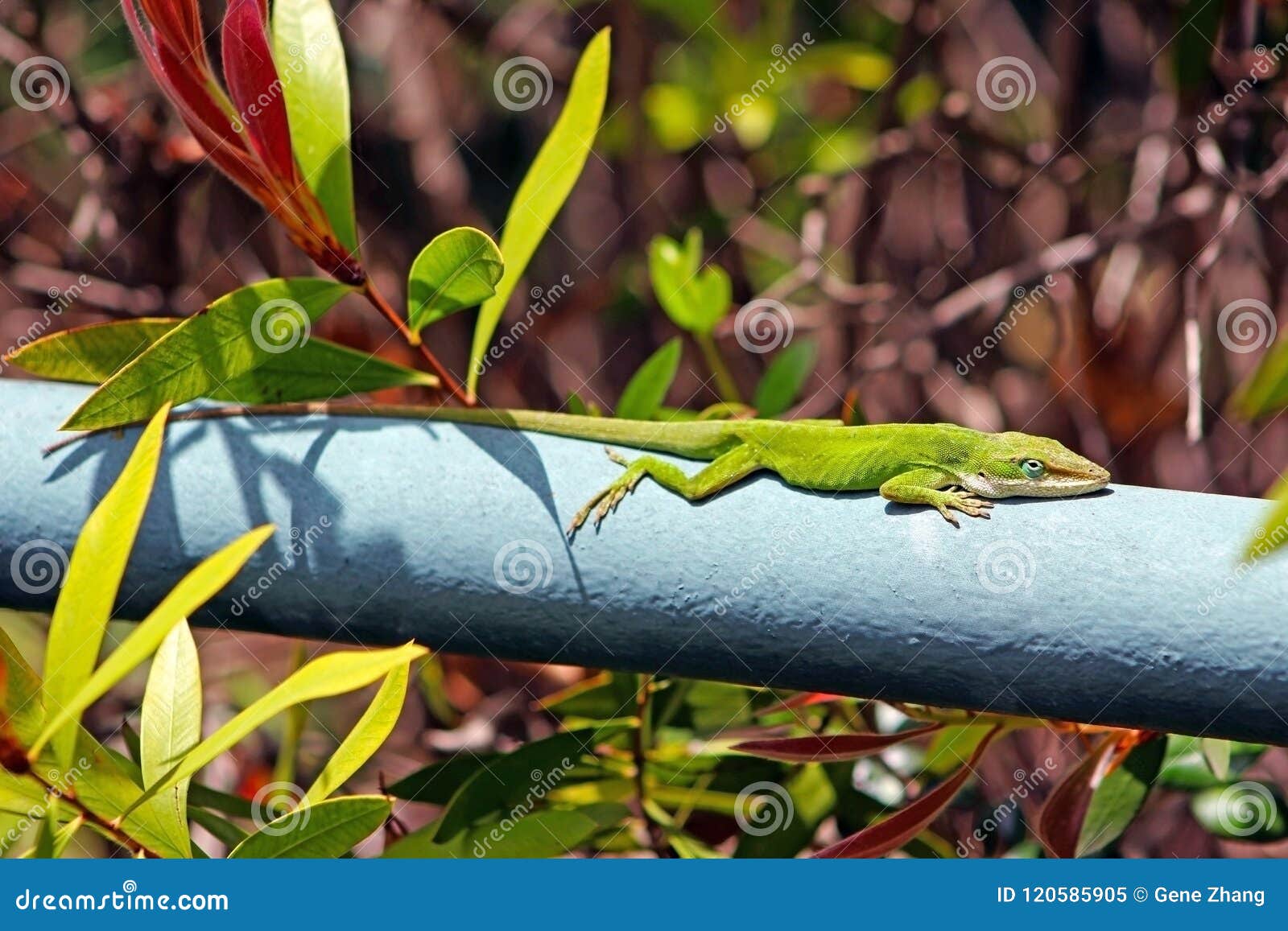 Anole Verde Sob a Luz Solar Imagem de Stock - Imagem de tomada, verde ...