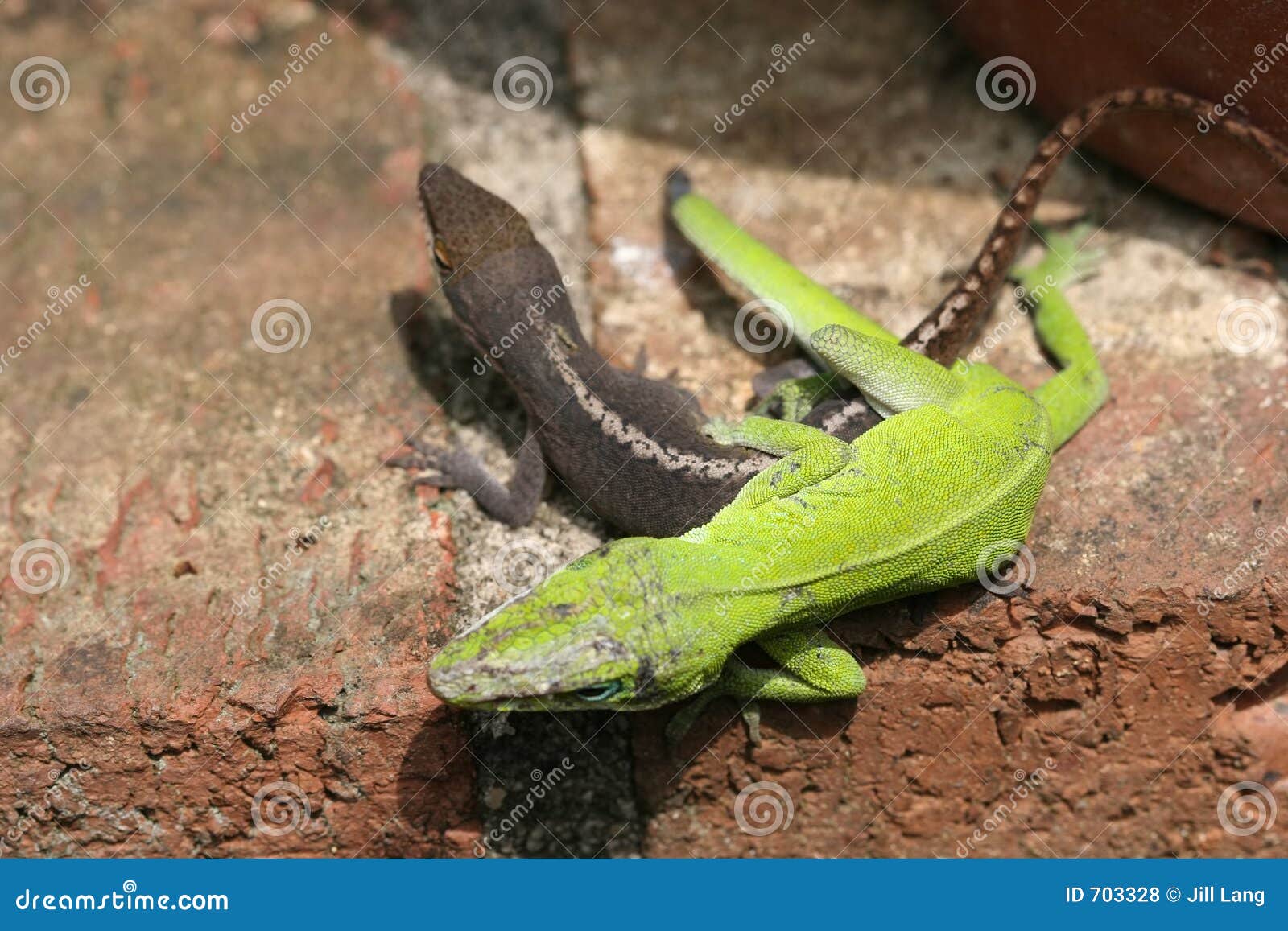 Anoles Mating stock photo. Image of close, americas, chameleon - 703328