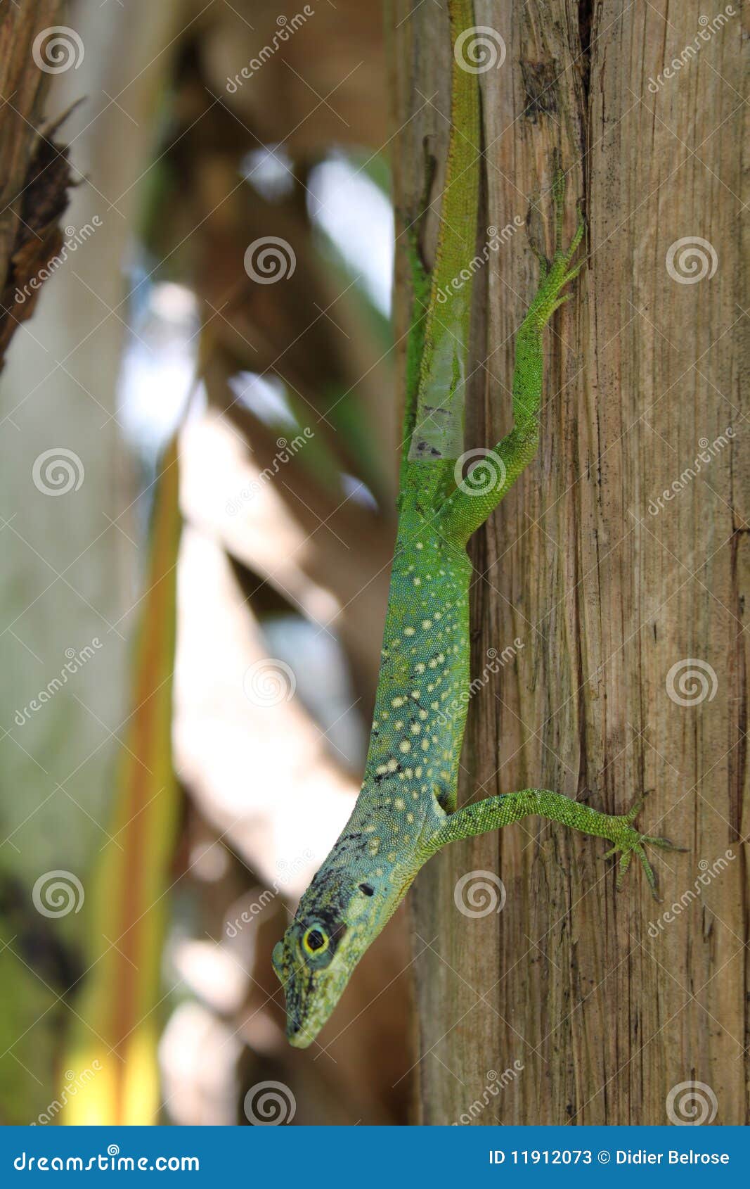 Anoli lizard of Martinique stock image. Image of skin - 11912073