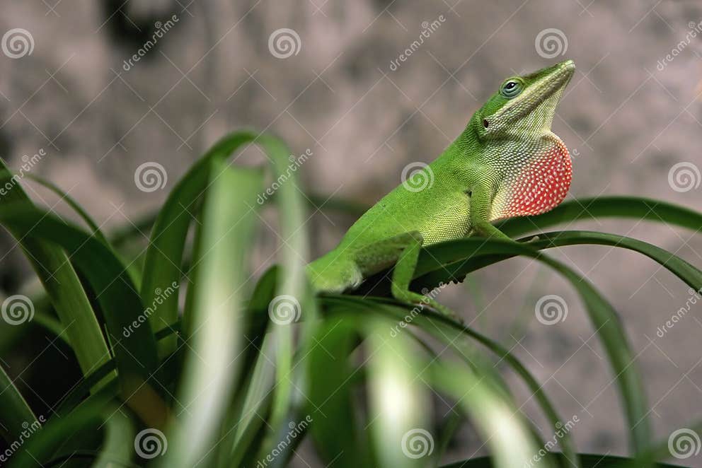 Anolis stock image. Image of roodkeel, cold, nature, carnivore - 222917