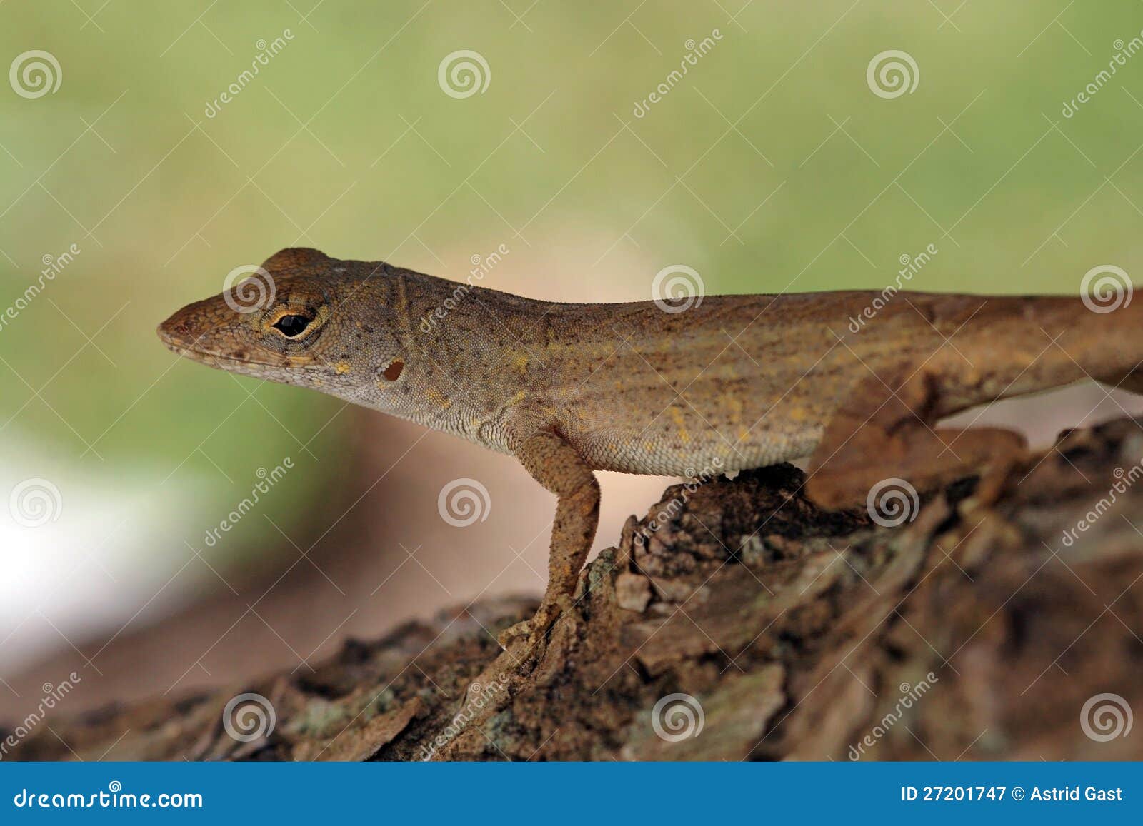 The Anolis stock image. Image of america, macroadmission - 27201747