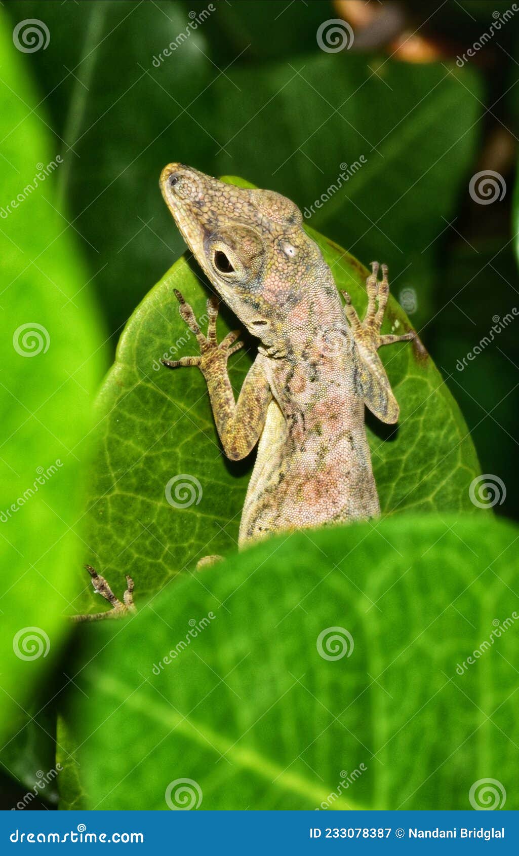 Anolis Aeneus (bronze Anole) Lizard on the Leaf of an Ixora Tree Stock ...
