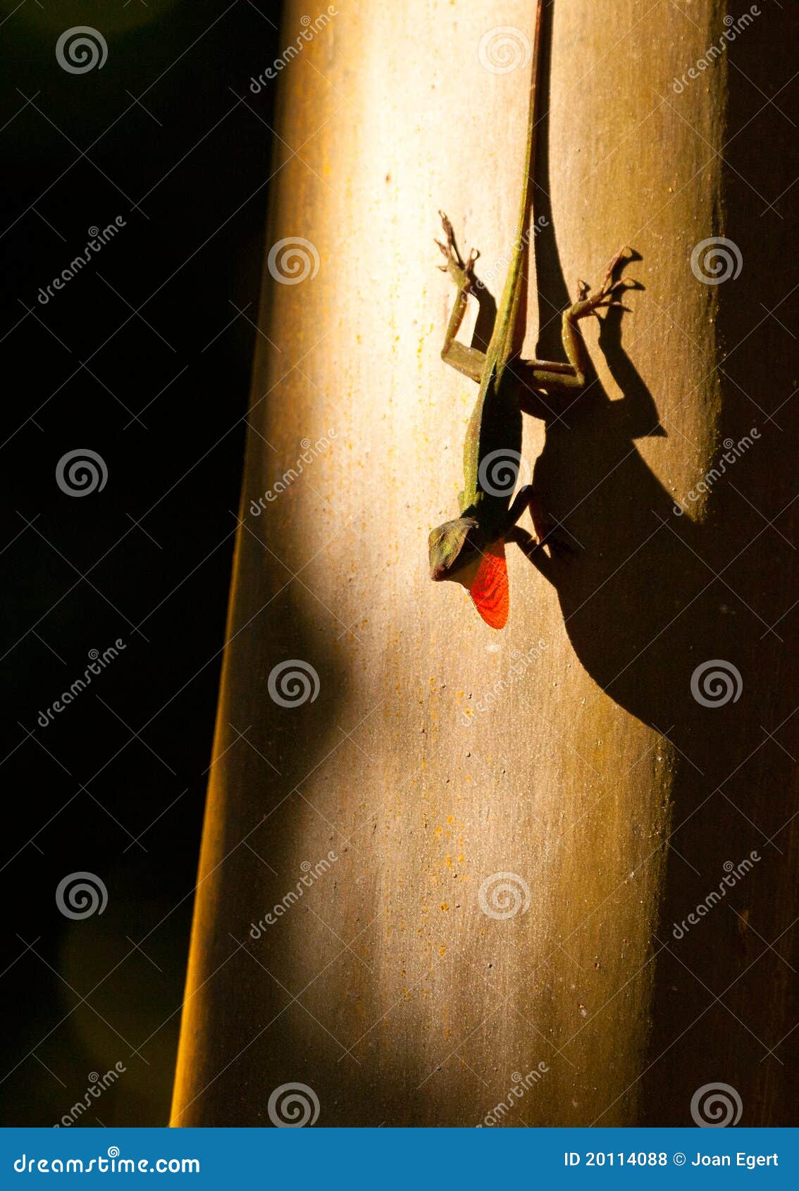 Anolis Exhibition at Sunset Stock Photo - Image of challenging, colors ...