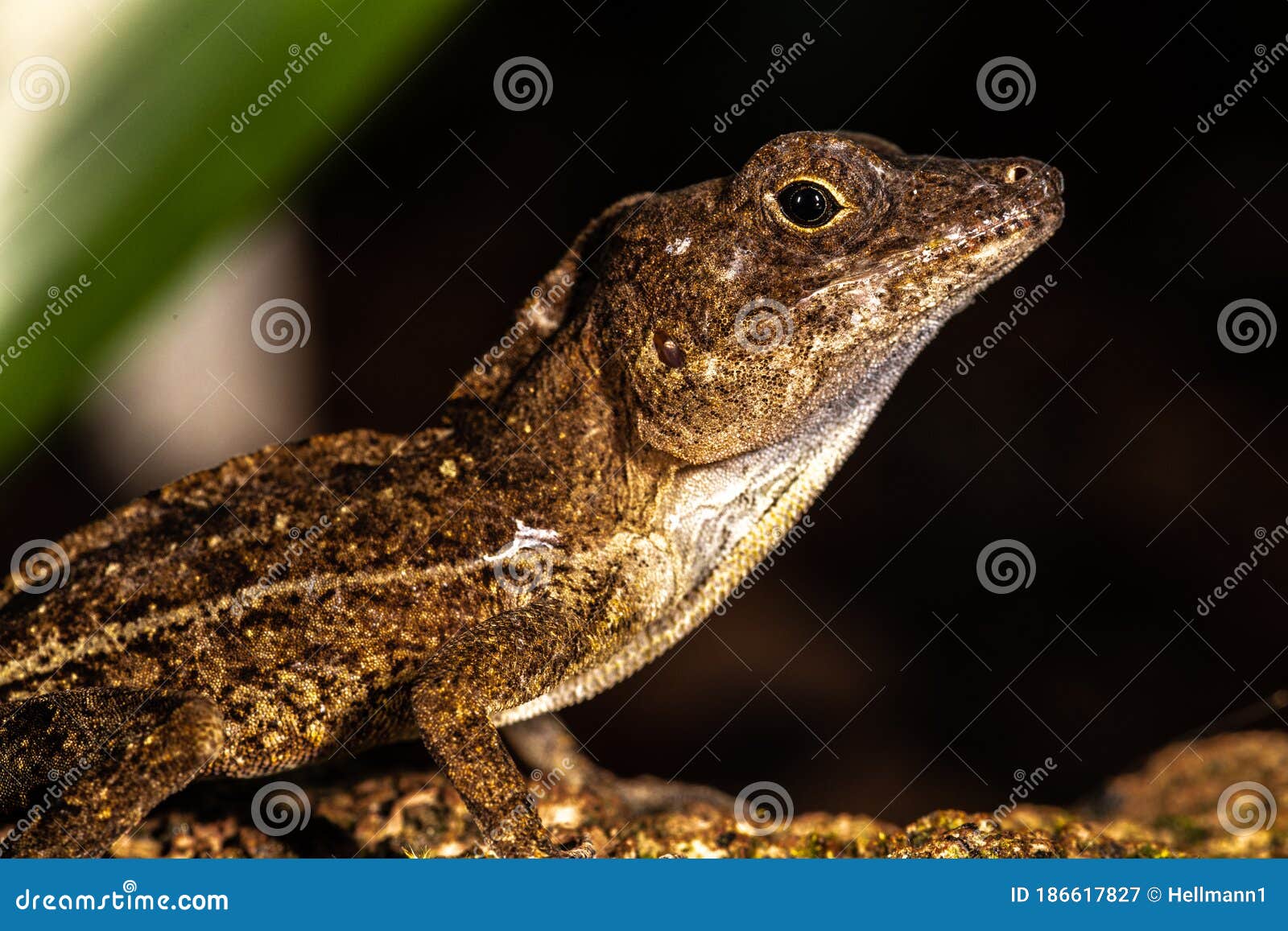 Anolis Lizard stock image. Image of close, botanical - 186617827