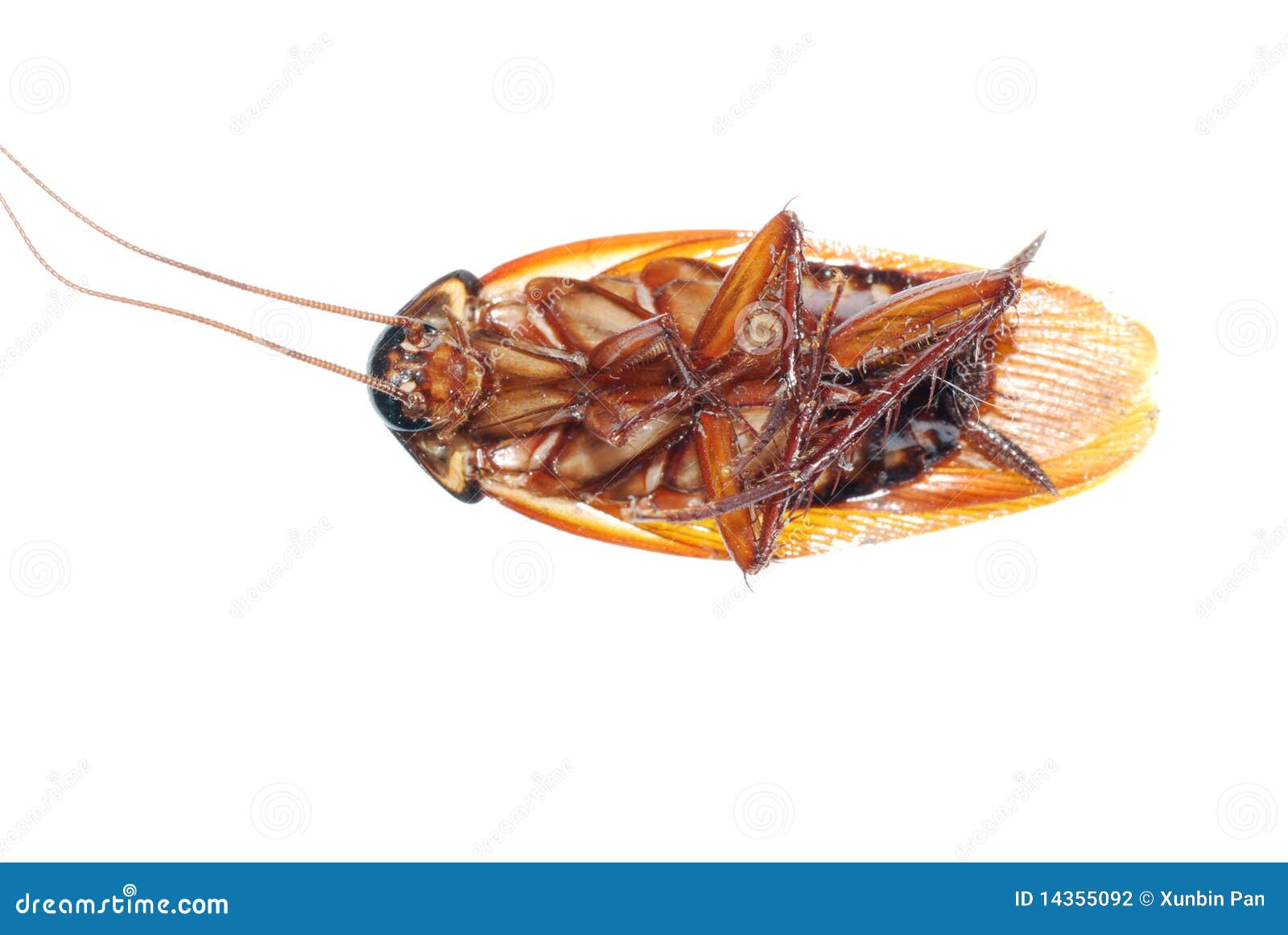 Anomalie Morte De Cancrelat D'insecte Photo stock - Image du abdomen ...