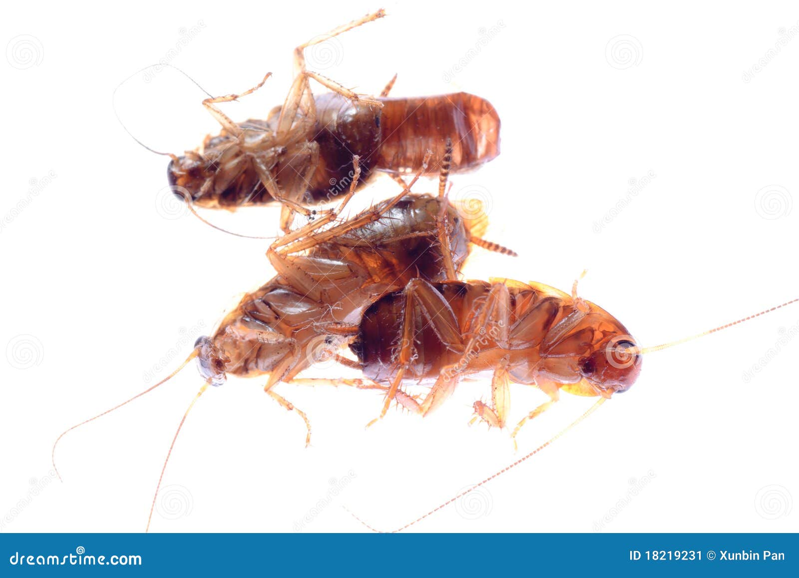 Anomalie Morte De Cancrelat D'insecte Image stock - Image du rampement ...