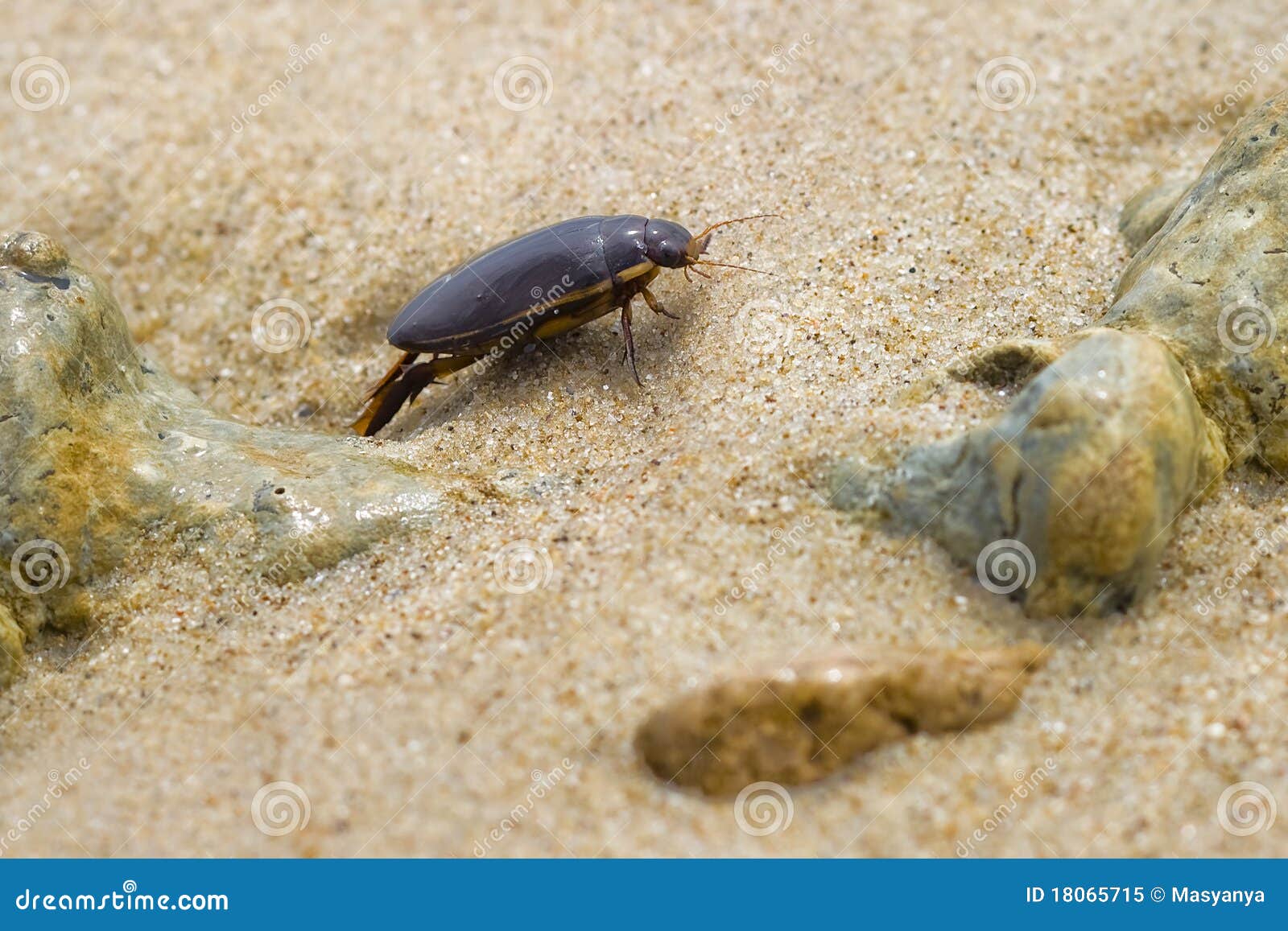 Anomalie noire image stock. Image du insecte, sable, animal - 18065715