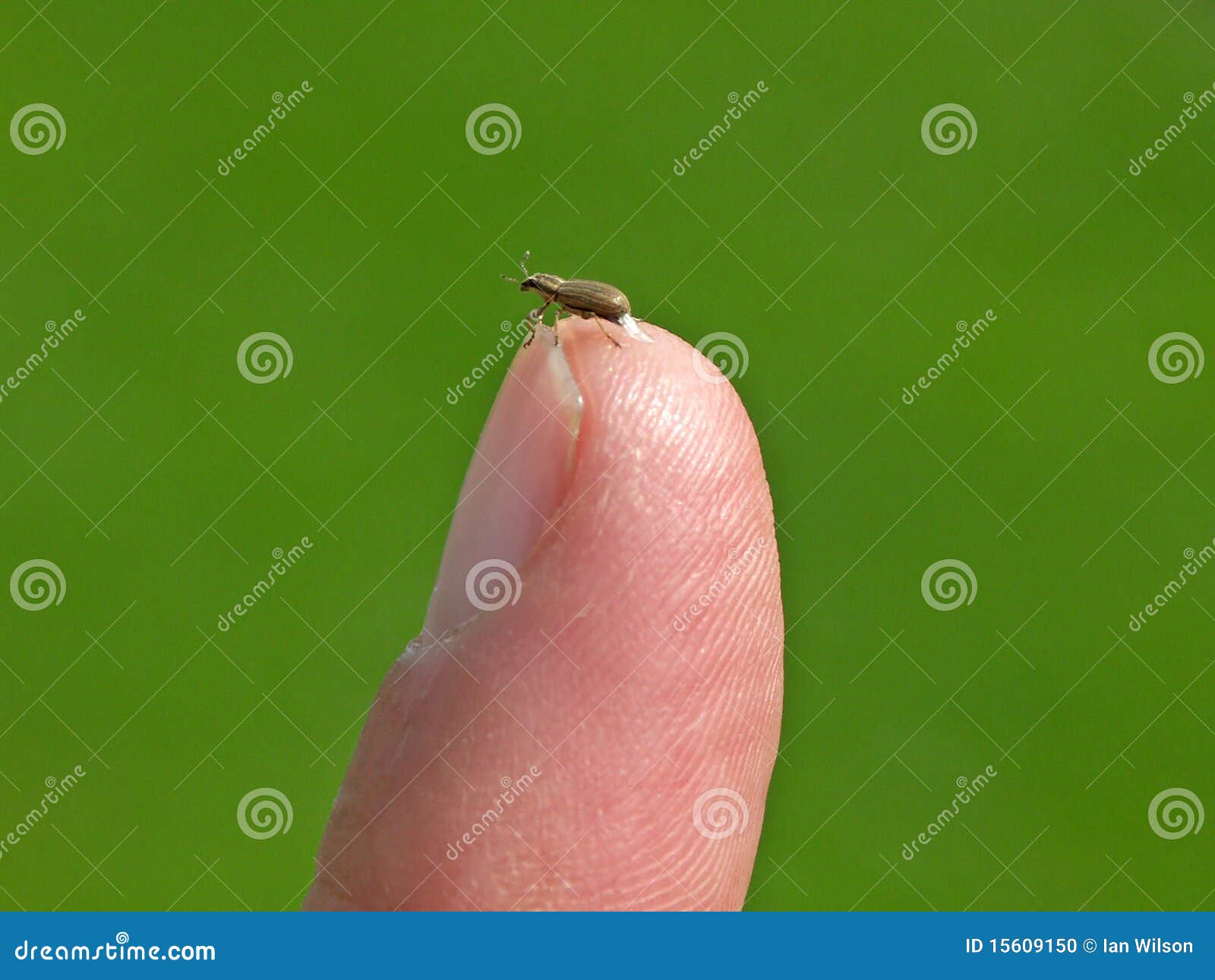 Anomalie Sur Le Bout Du Doigt Photo stock - Image du anomalie, séance ...