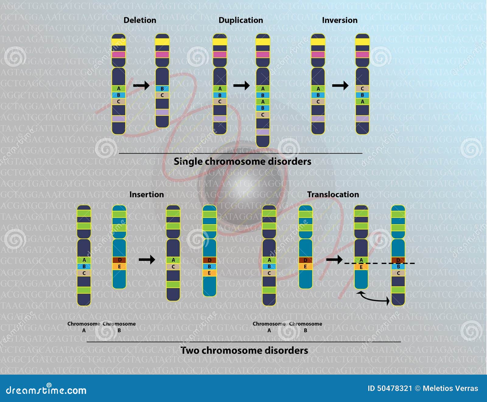 Anomalies chromosomiques illustration stock. Illustration du ...