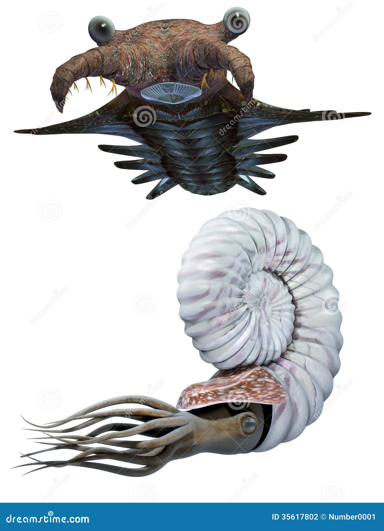 Anomalocaris and Ammonite Set Stock Illustration - Illustration of ...