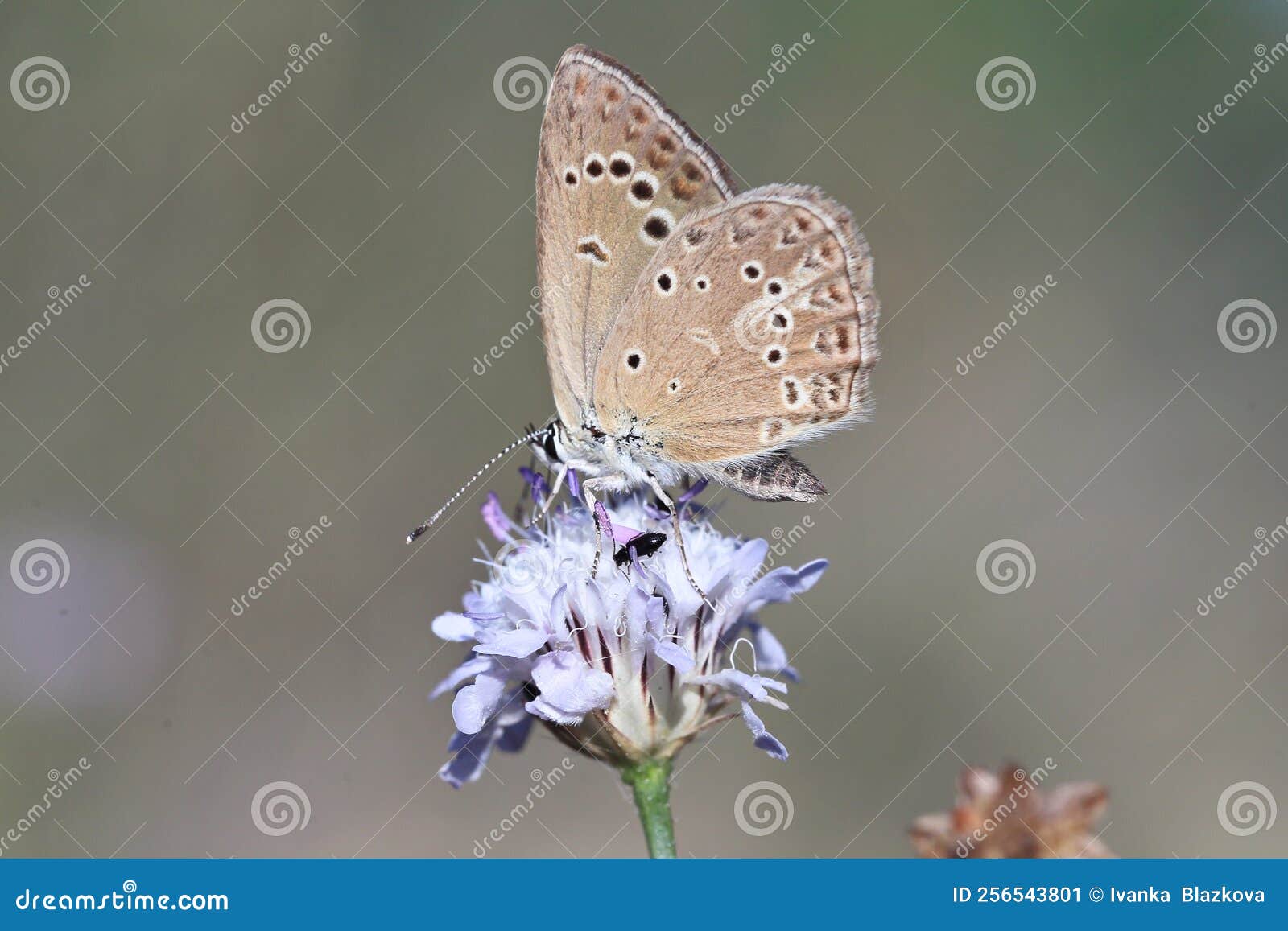 Anomalous blue underside stock image. Image of adult - 256543801