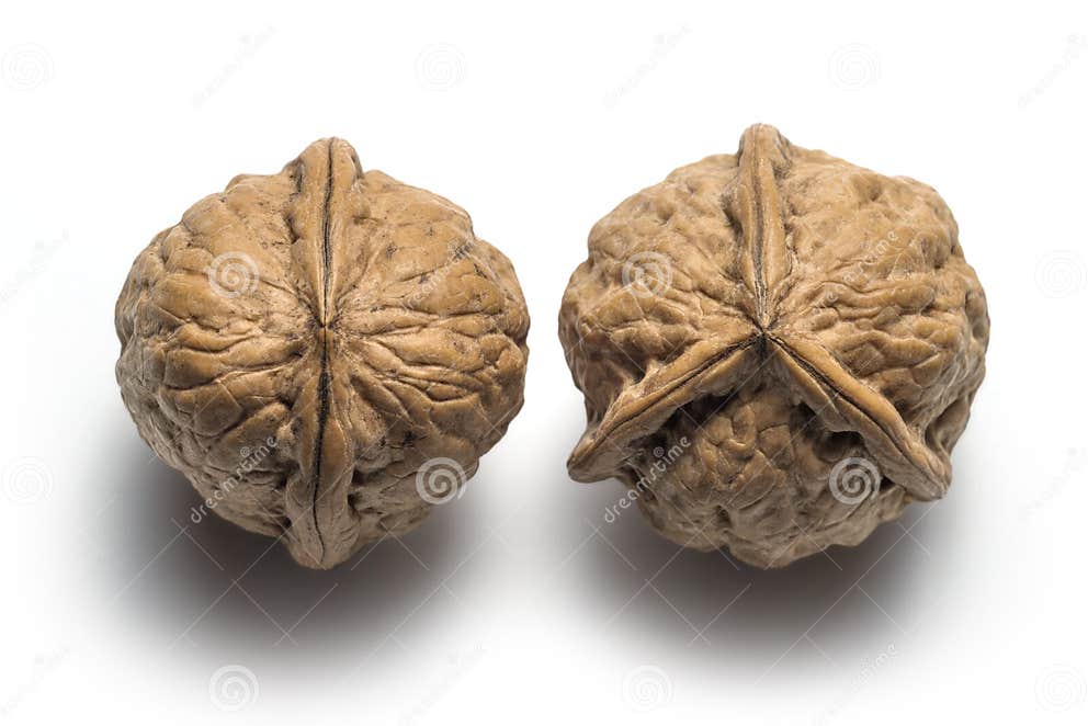 Anomaly of Nature on a Walnut Stock Image - Image of nature, closeup ...