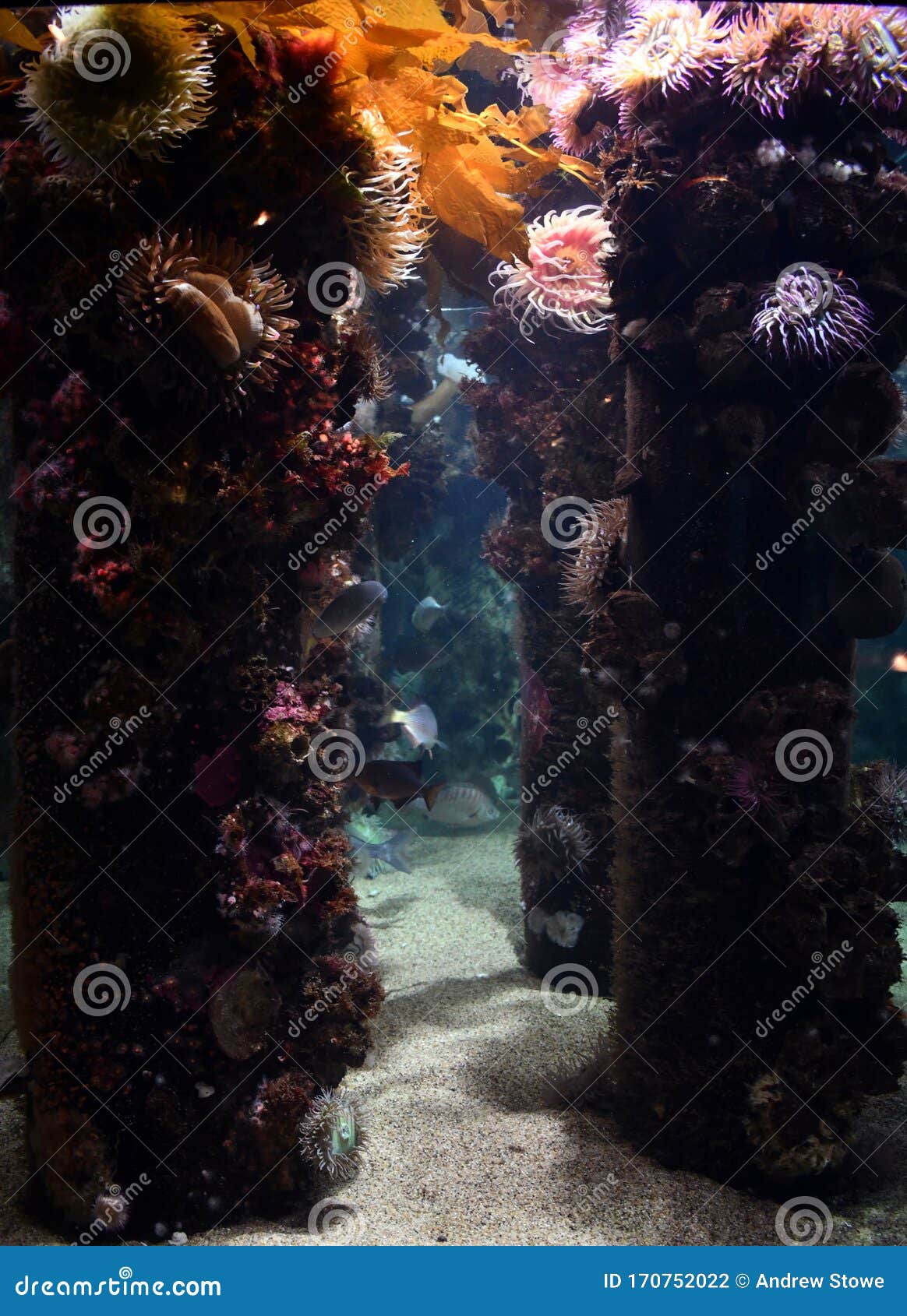 An Anomens Growing on Pier Pylon Stock Photo - Image of blue, animal ...
