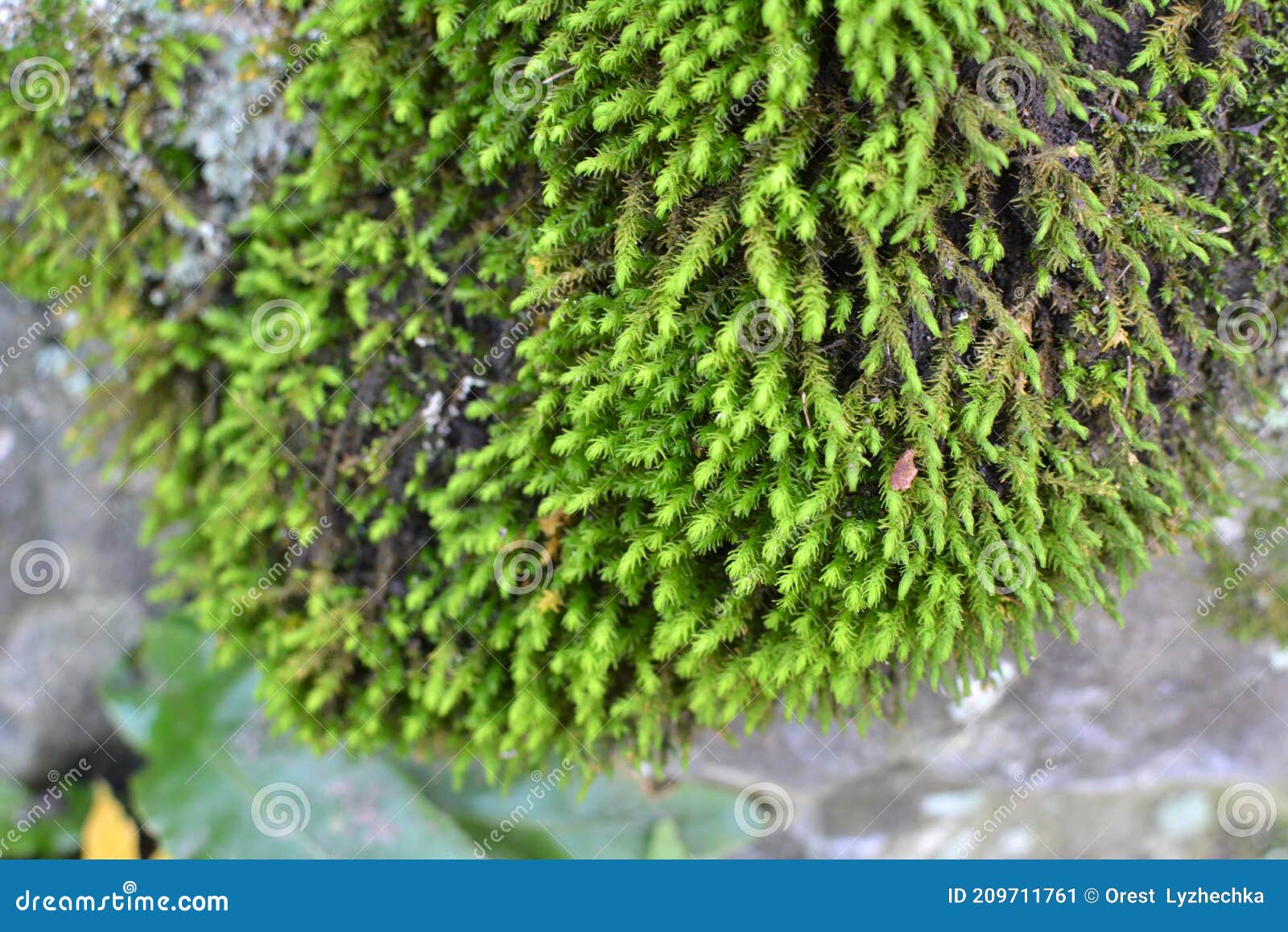 Anomodon Moss Grows on the Stone in the Forest Stock Image - Image of ...