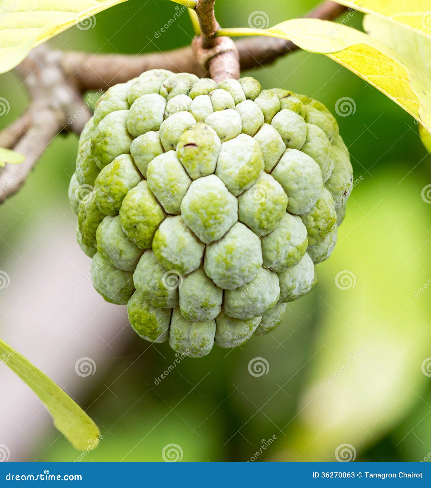 Anona imagen de archivo. Imagen de verde, tentador, minerales - 36270063