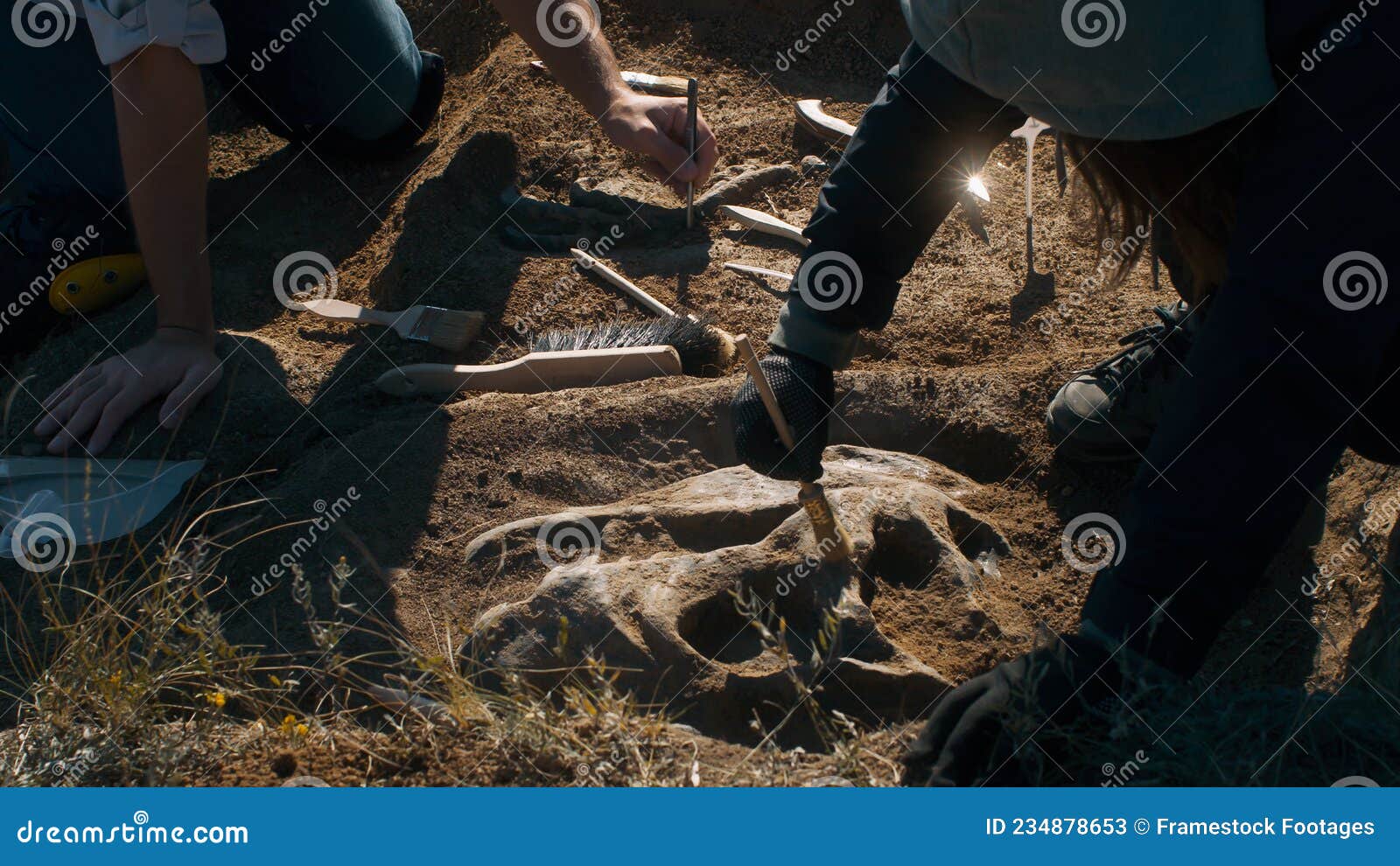 Anonymous Archaeologists Digging Out Dinosaur Skeleton Stock Image ...