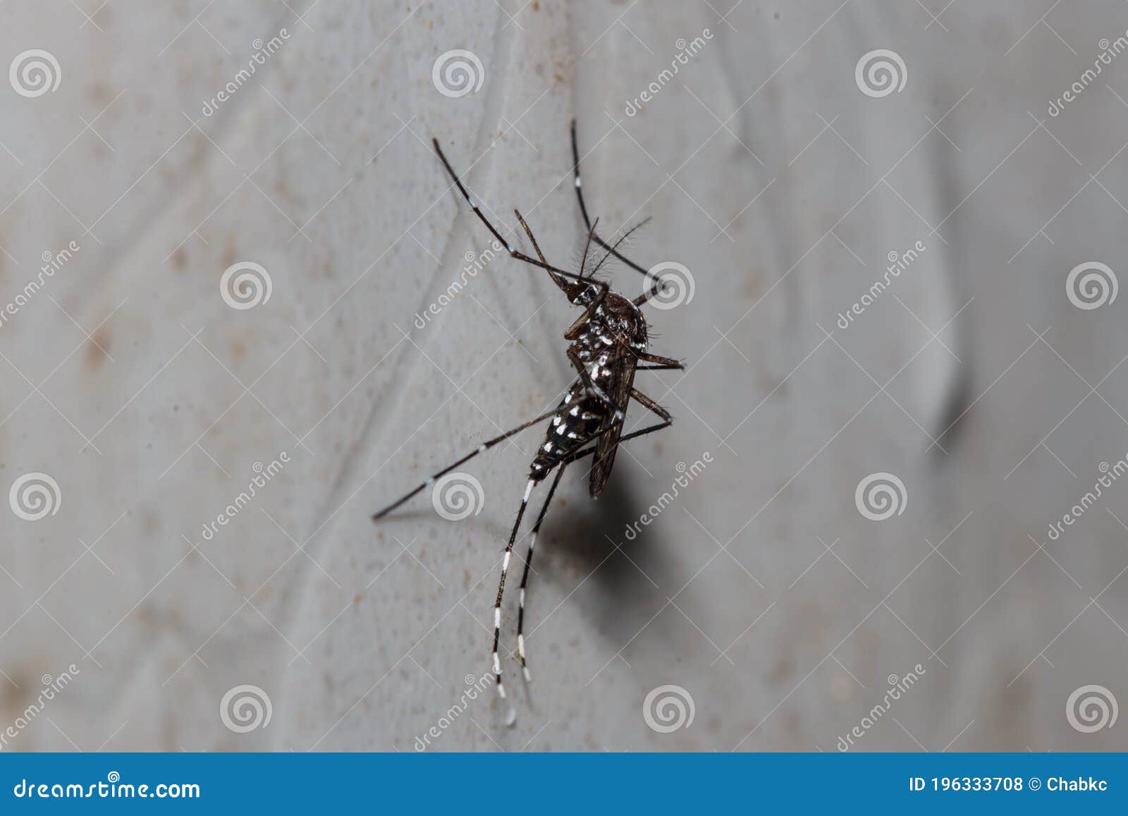 Anopheles or Aedes aedes stock photo. Image of anopheles - 196333708