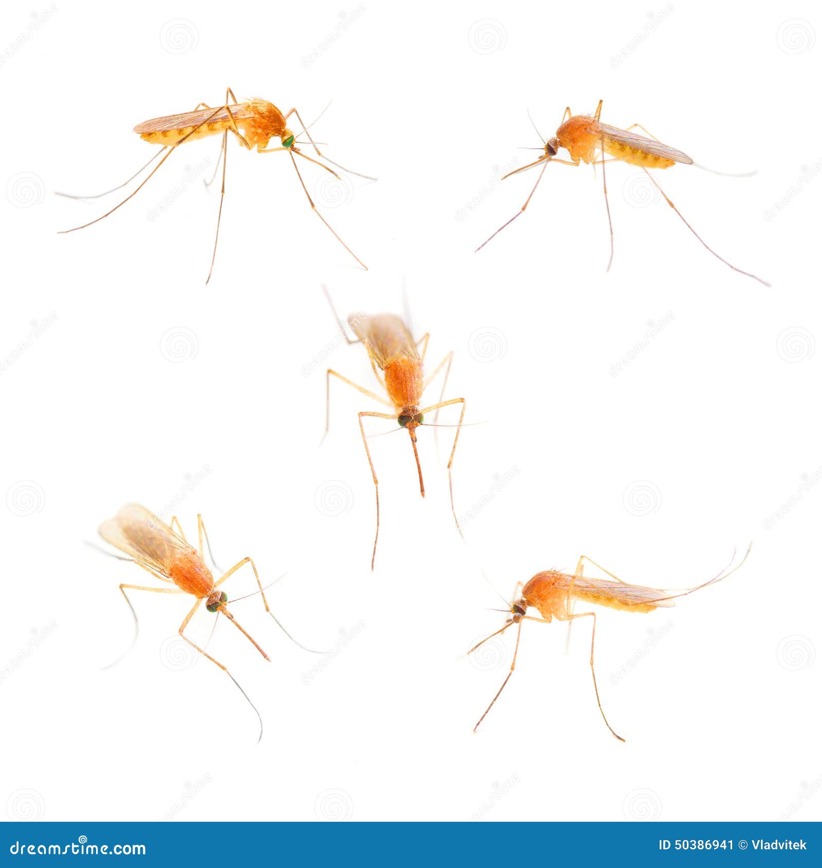 Anopheles mosquito. stock image. Image of design, closeup - 50386941