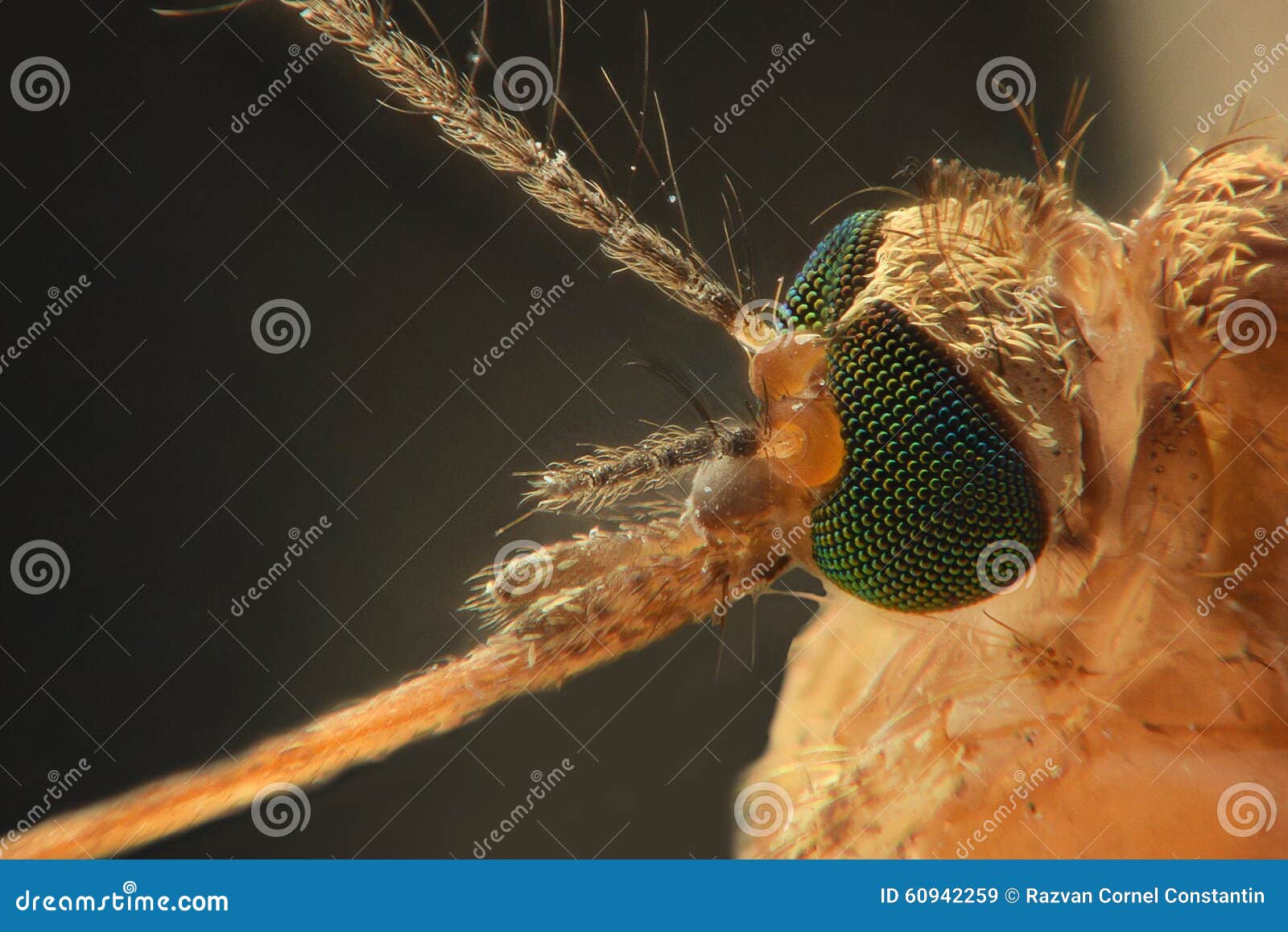 Anopheles Mosquito, Extreme Close-up Stock Image - Image of bloodsucker ...