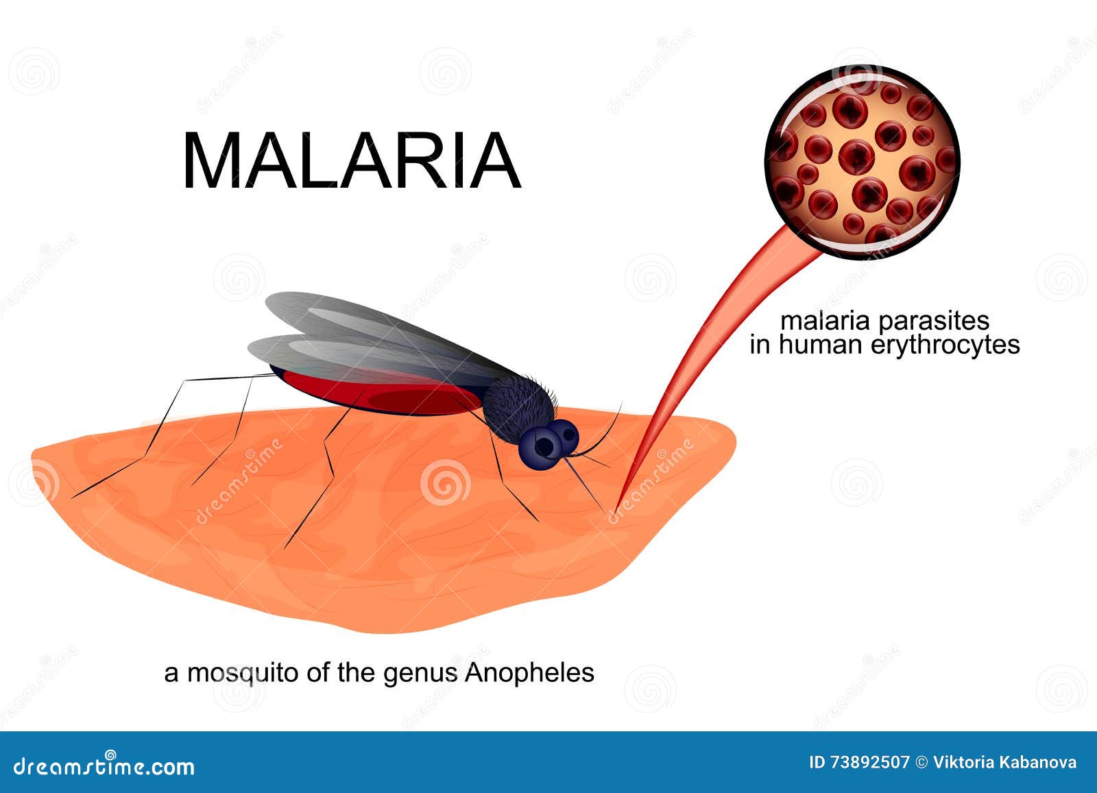 Anopheles Mosquito And The Infected Red Blood Cells Cartoon Vector ...