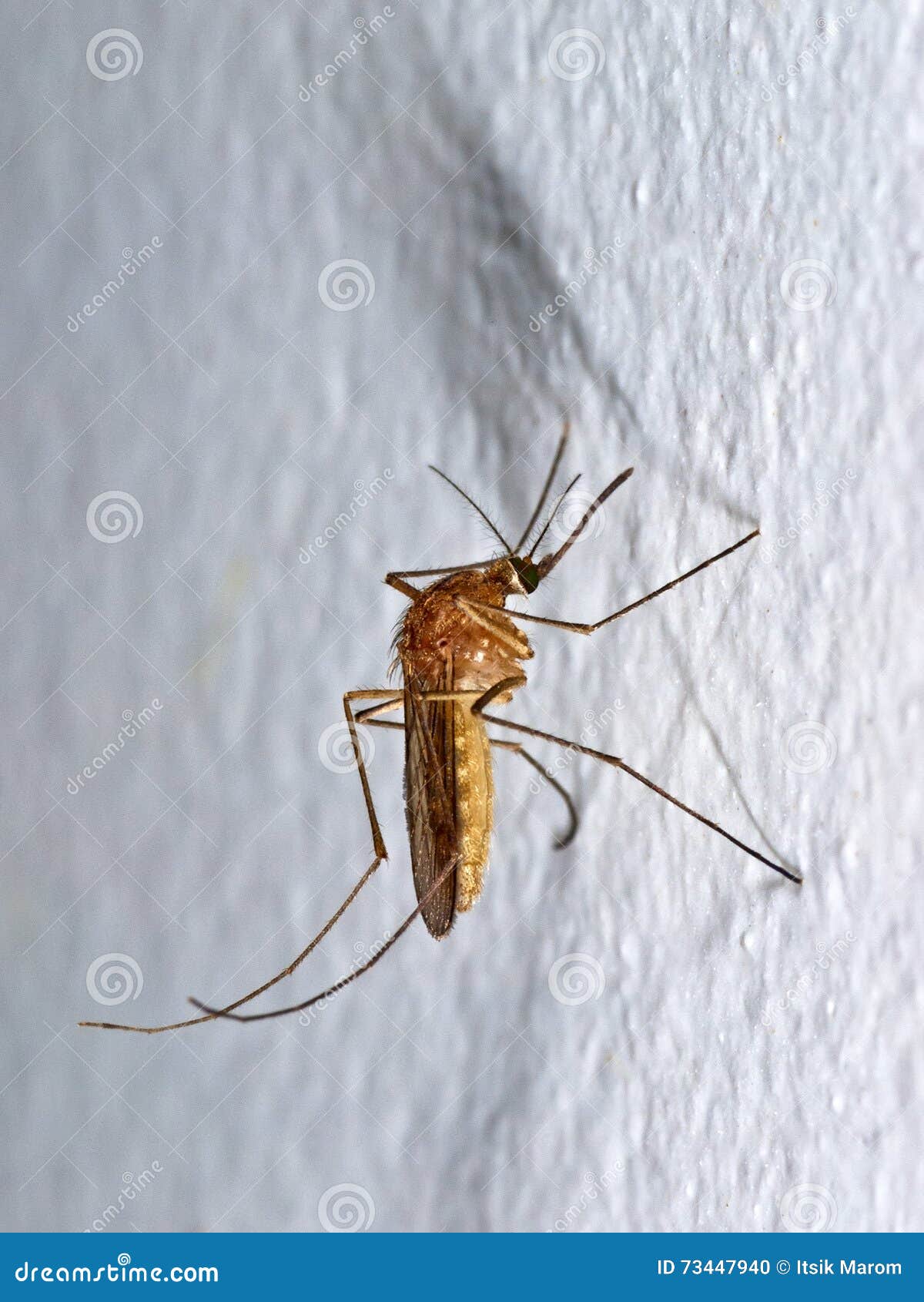 Anopheles Biting Midge Under Microscope. Vector Of Malaria Pathogen ...