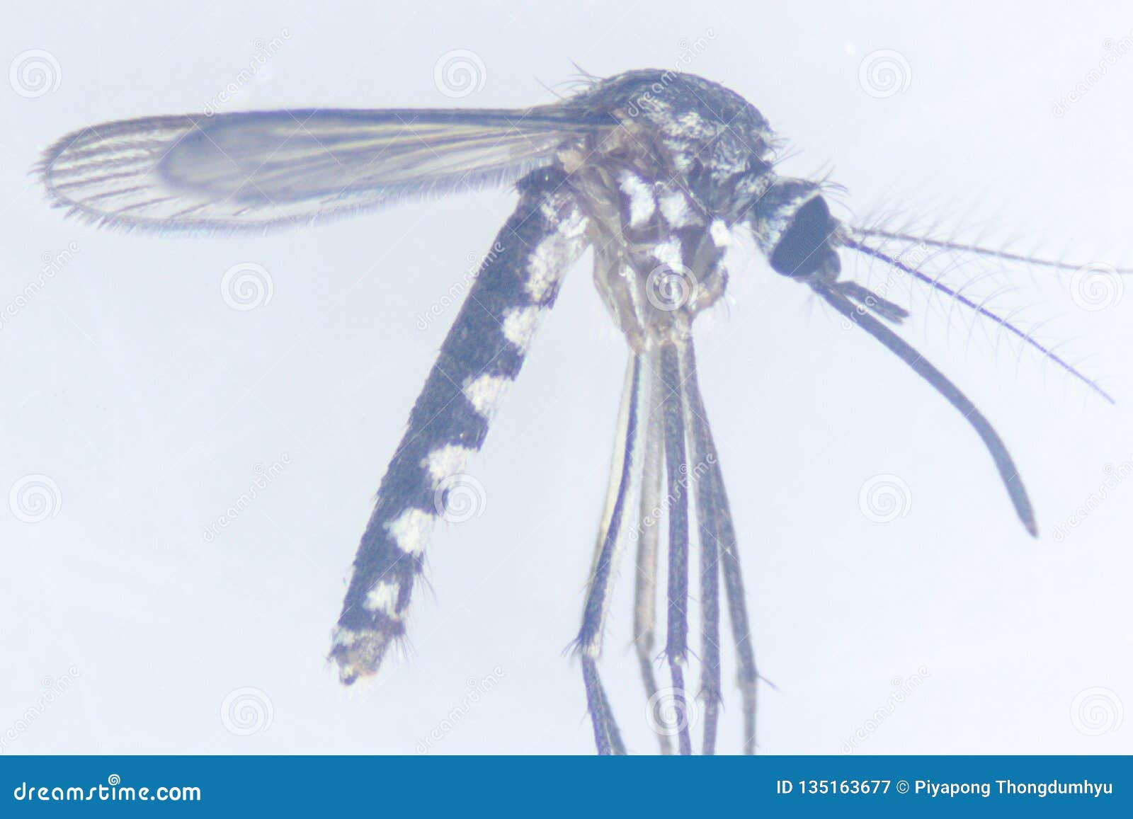 Anopheles Sp. Mosquito Larva in the Water for Education Stock Image ...