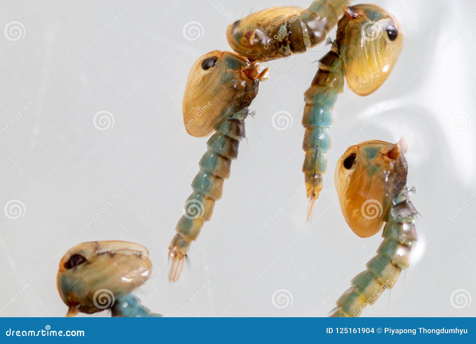 Anopheles Sp. is a Species of Mosquito in the Order Diptera, Anopheles ...