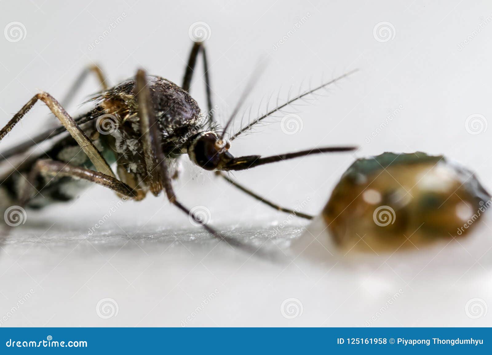 Anopheles Sp. is a Species of Mosquito in the Order Diptera, Anopheles ...
