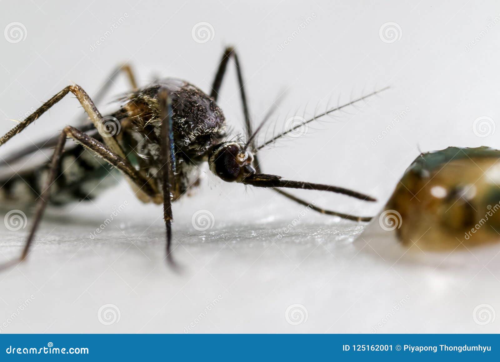 Anopheles Sp. is a Species of Mosquito in the Order Diptera, Anopheles ...